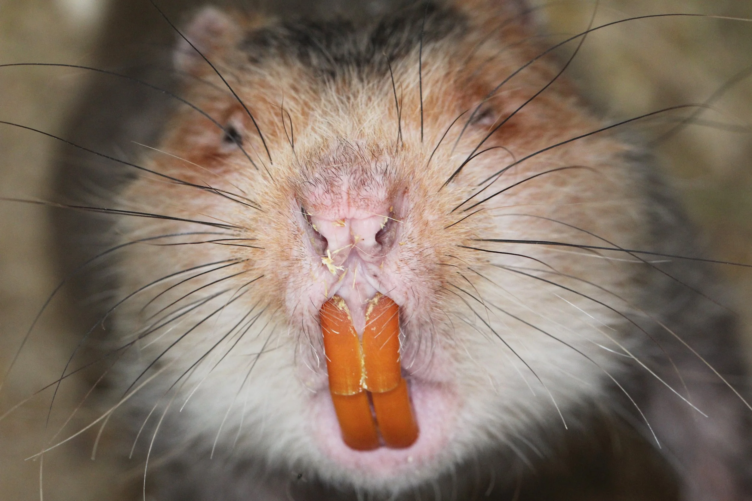 Genus Rhizomys - Bamboo Rats — Coke Smith Wildlife