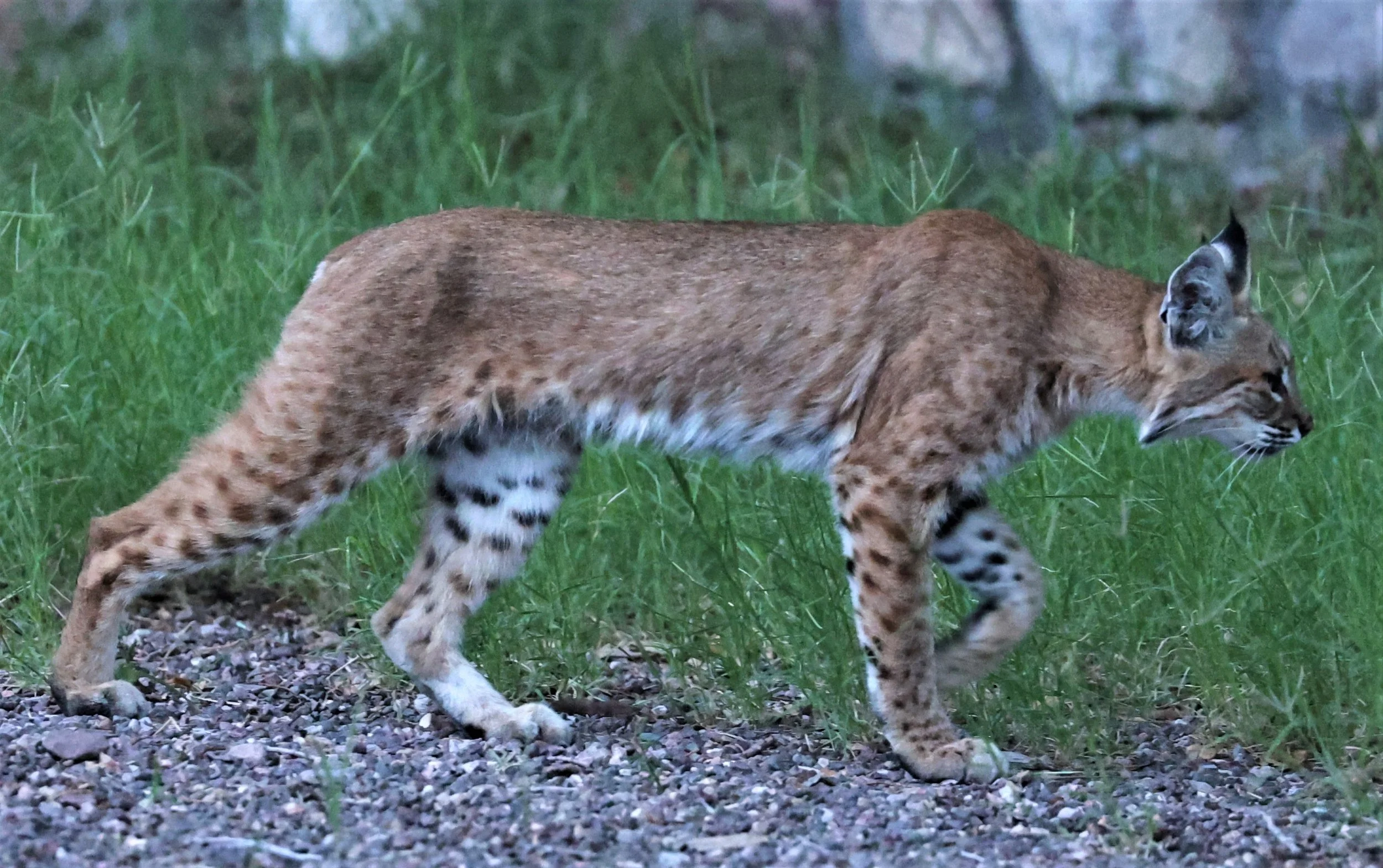 Genus Lynx Bobcats & Lynx — Coke Smith Wildlife