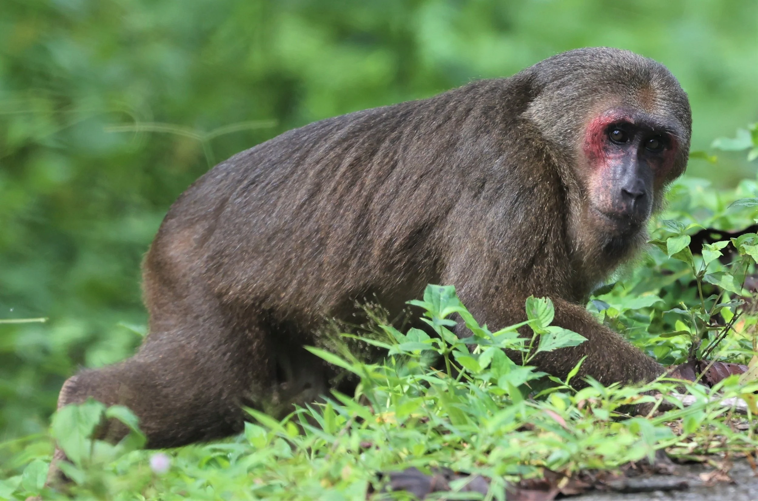 Macaca arctoides Stump-tailed Macaque — Coke Smith Wildlife
