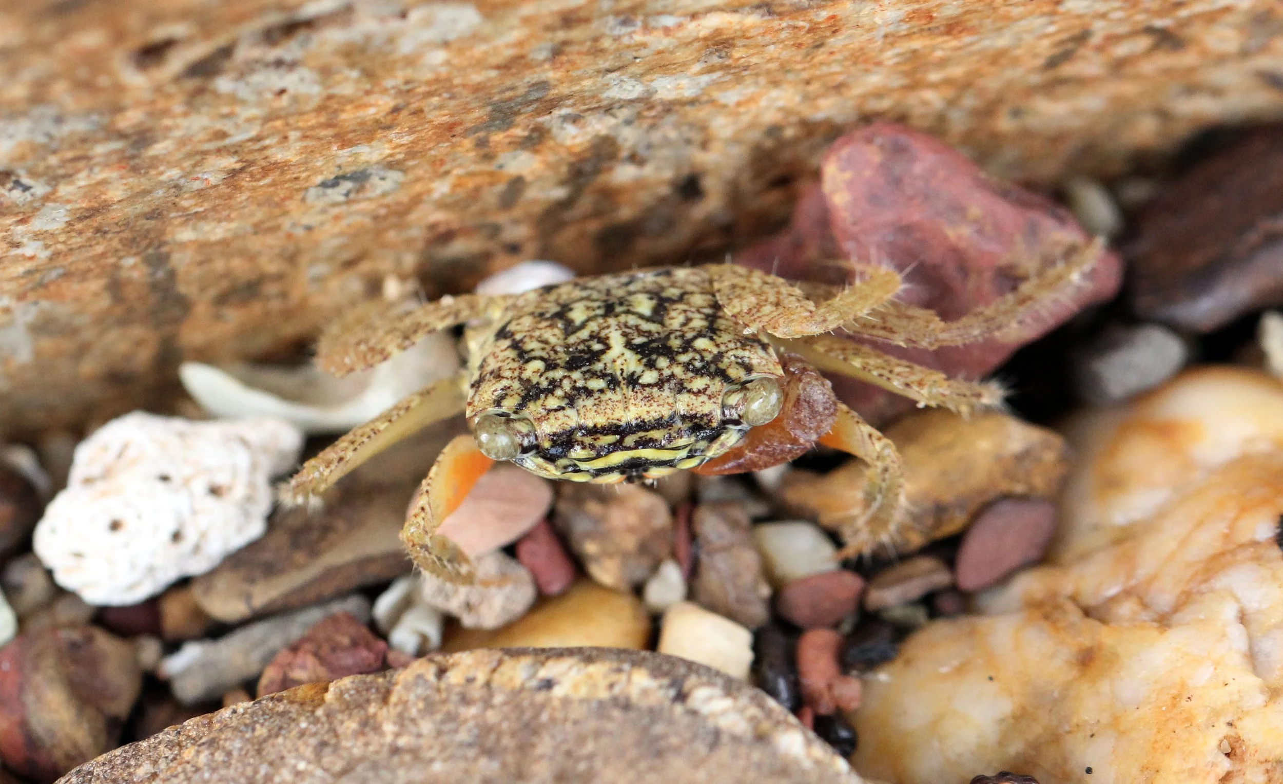 Subphylum Crustacea - Crabs, Shrimp, Barnacles — Coke Smith Wildlife