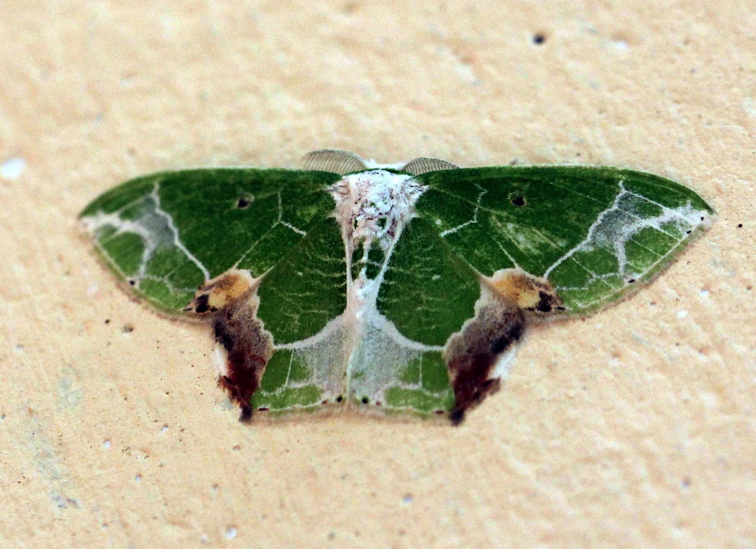 Family Geometridae - Geometer Moths — Coke Smith Wildlife