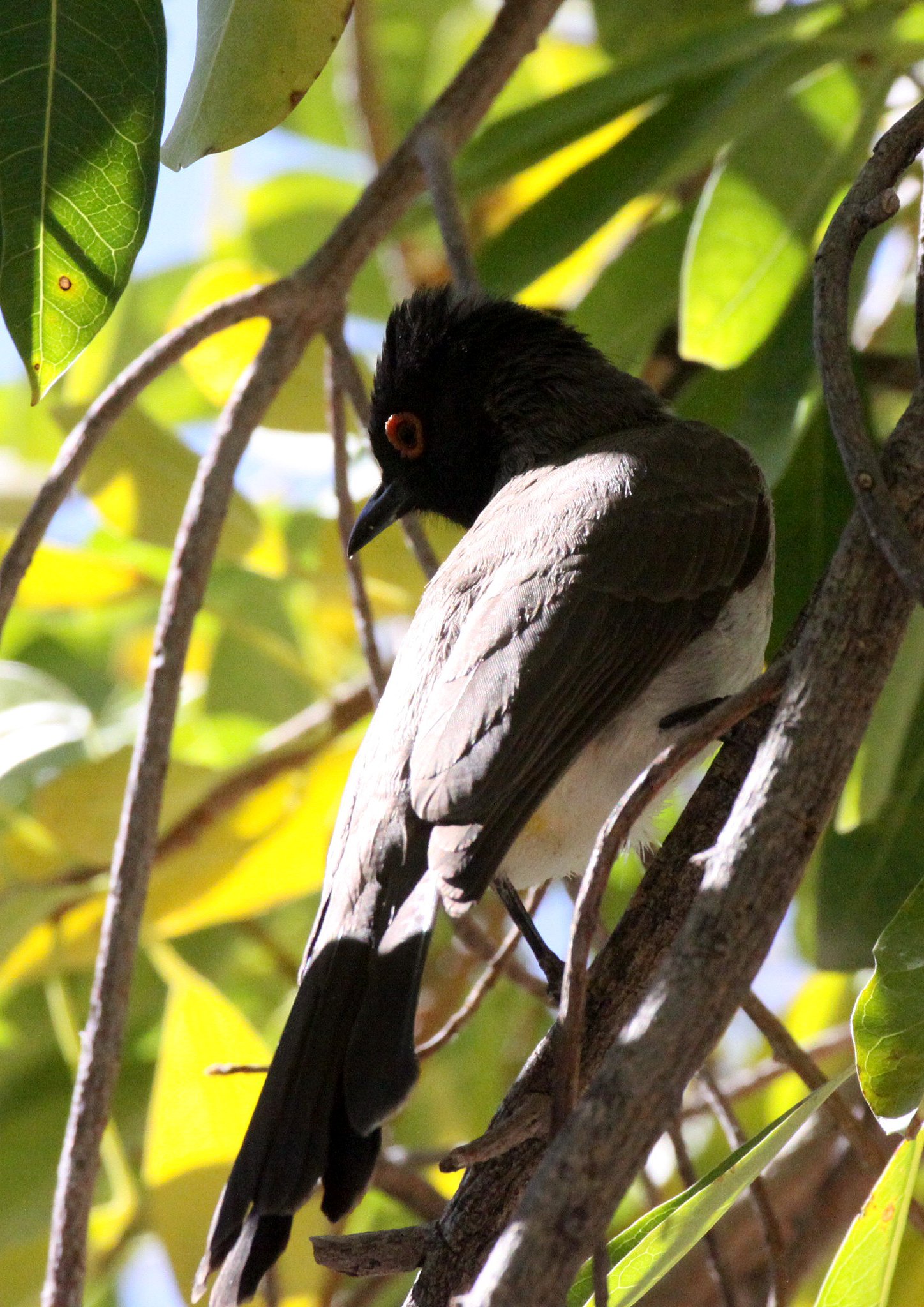 Black-fronted or African Red-eyed Bulbul (Pycnonotus nigricans) — Coke ...