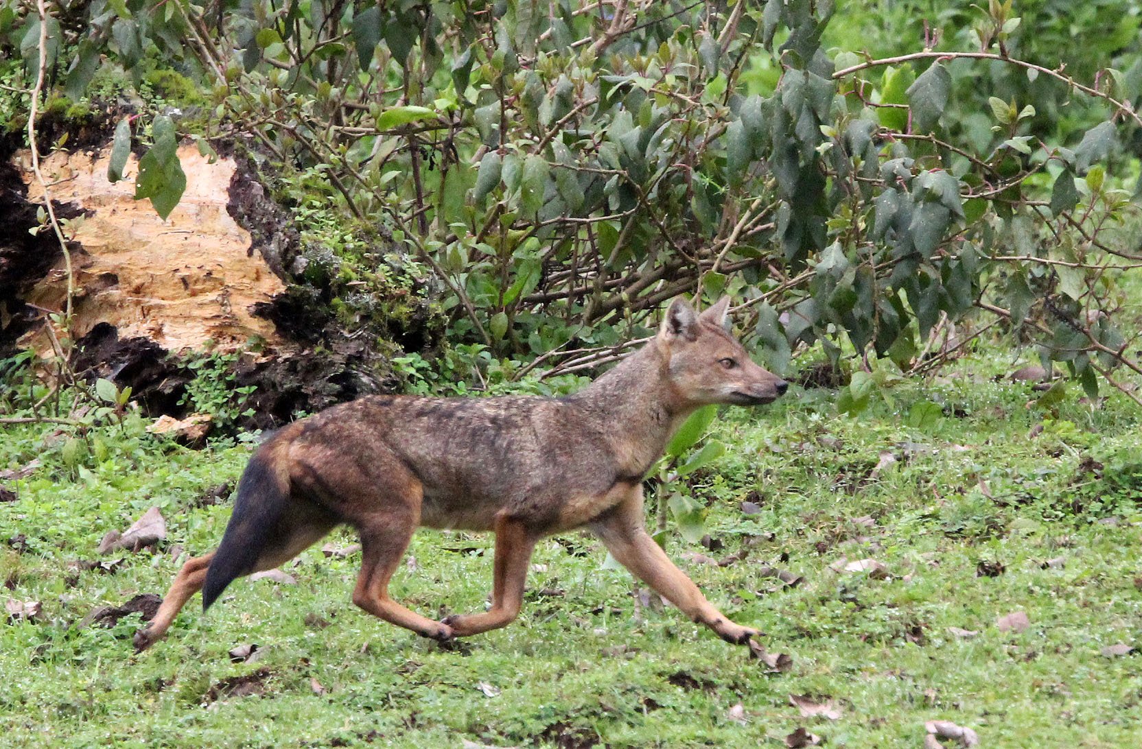 Genus Lupulella African Jackals — Coke Smith Wildlife