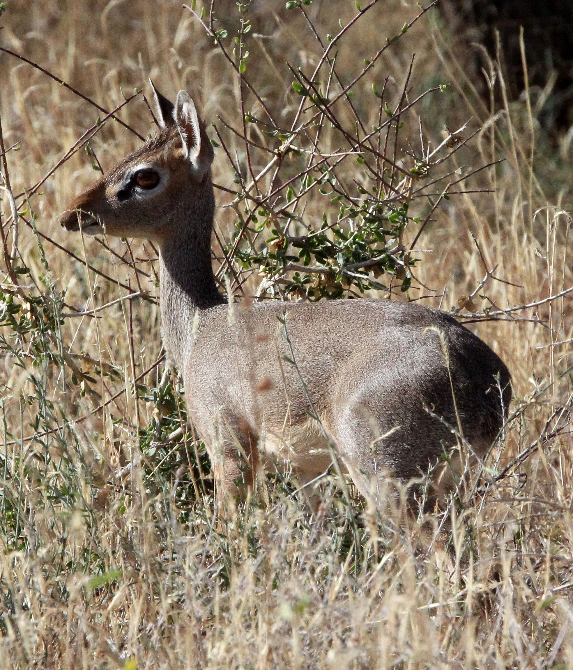 Genus Madoqua Dik Diks — Coke Smith Wildlife