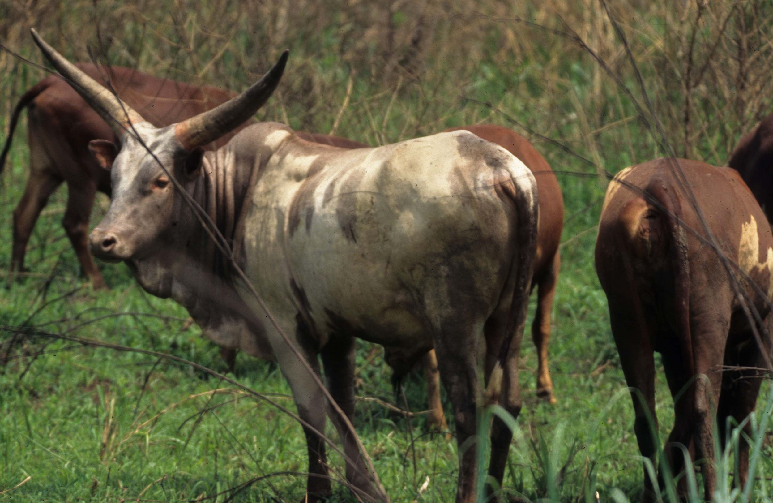 Bos taurus Domestic Cattle — Coke Smith Wildlife