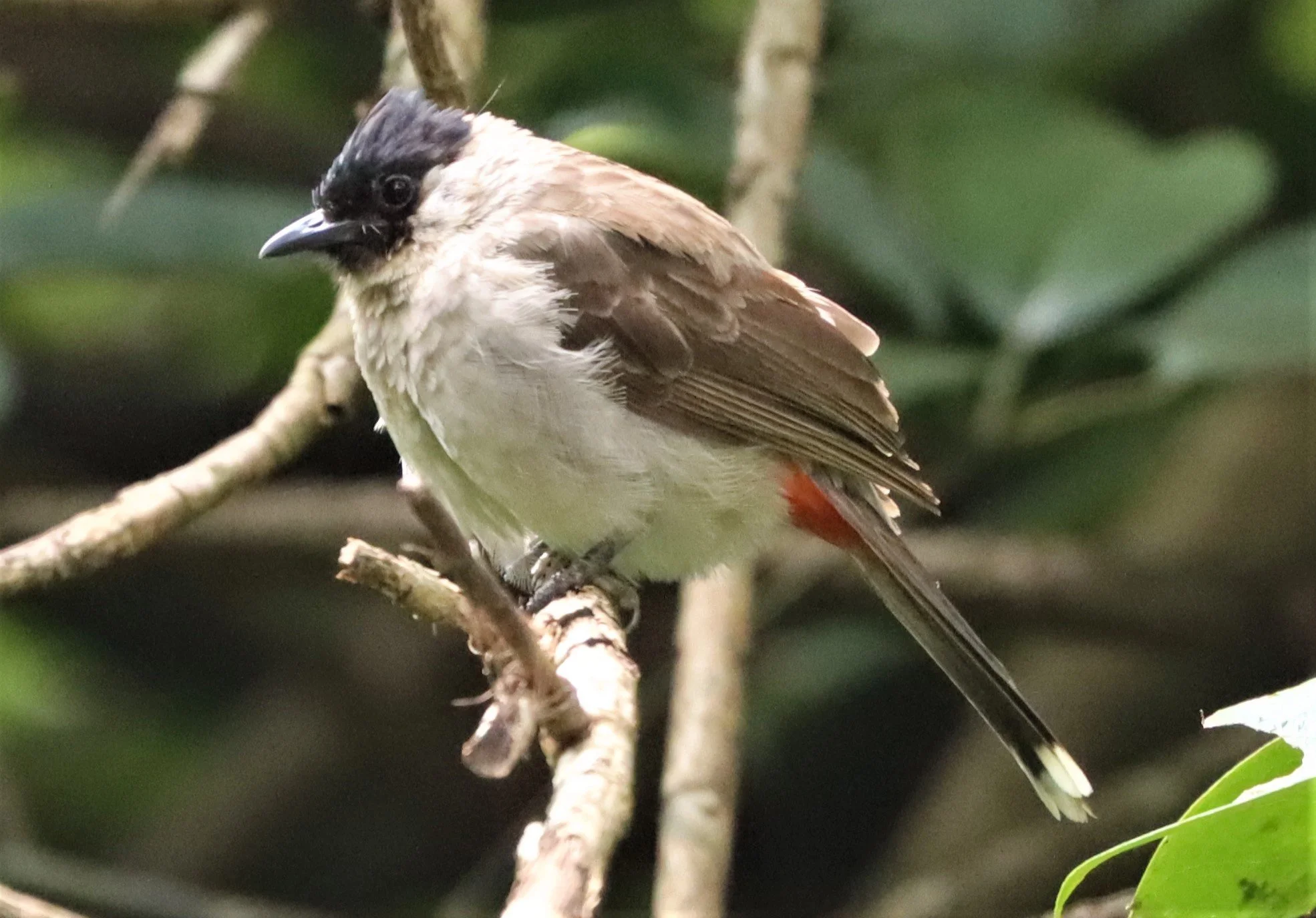 Sooty-headed Bulbul (Pycnonotus aurigaster) Thailand — Coke Smith Wildlife
