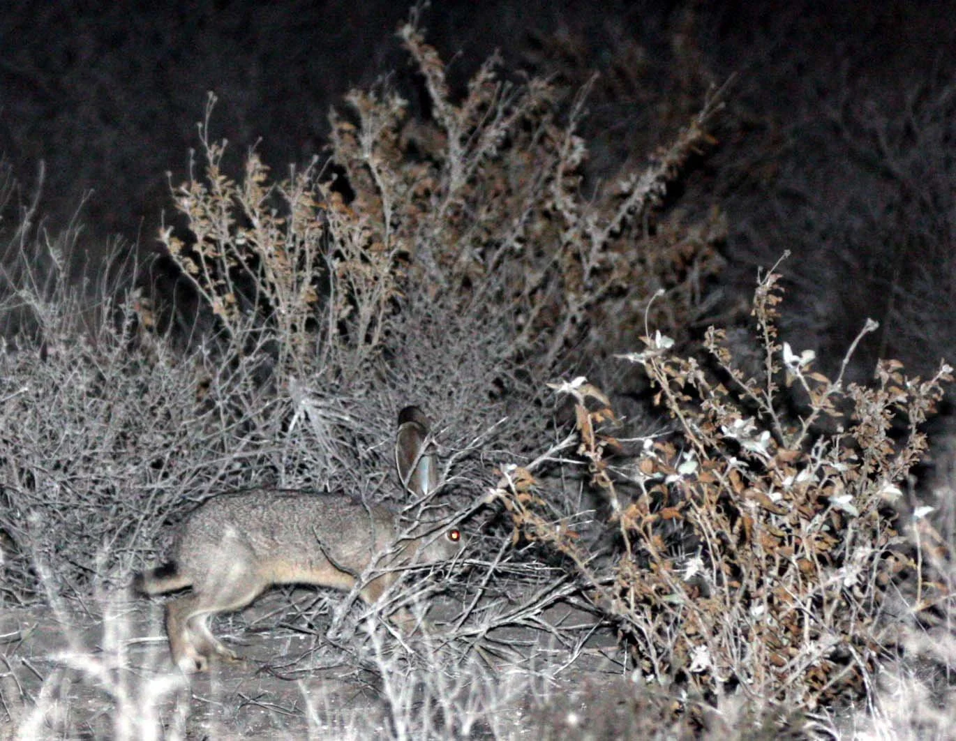 Genus Lepus Rabbits & Hares — Coke Smith Wildlife
