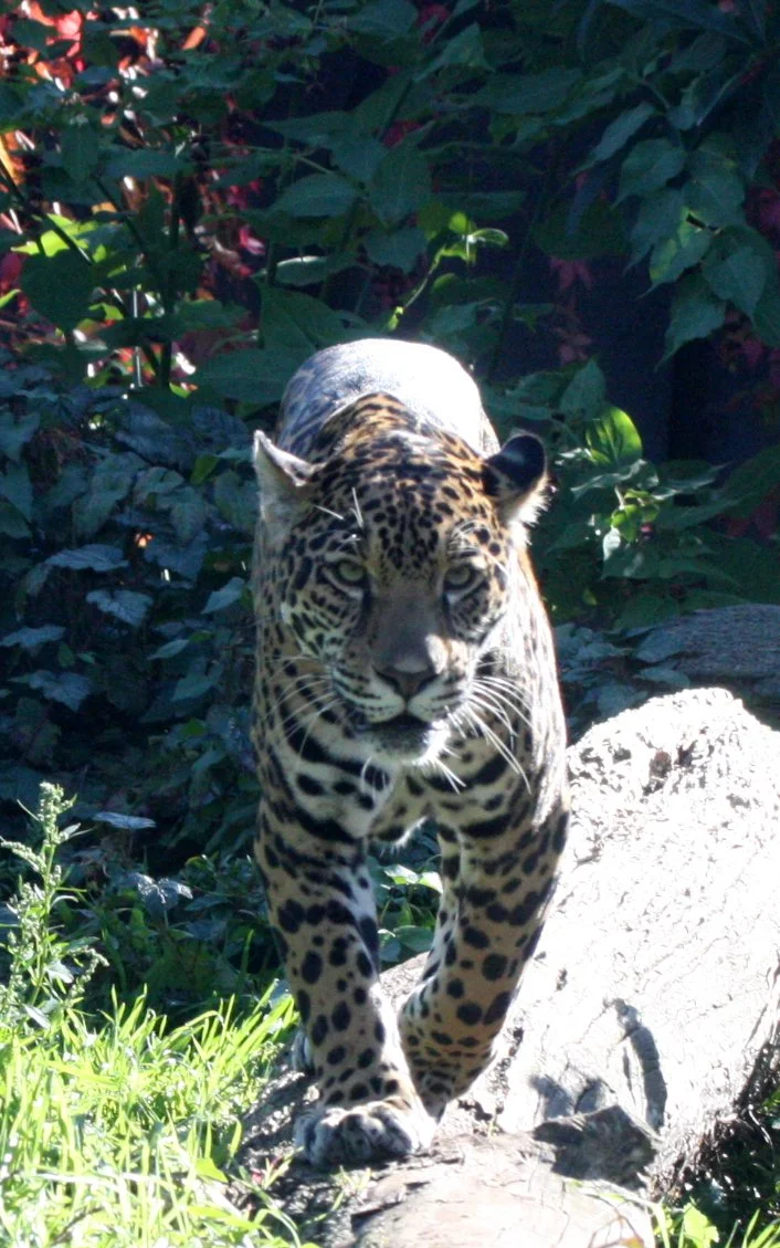 Panthera onca Jaguar — Coke Smith Wildlife