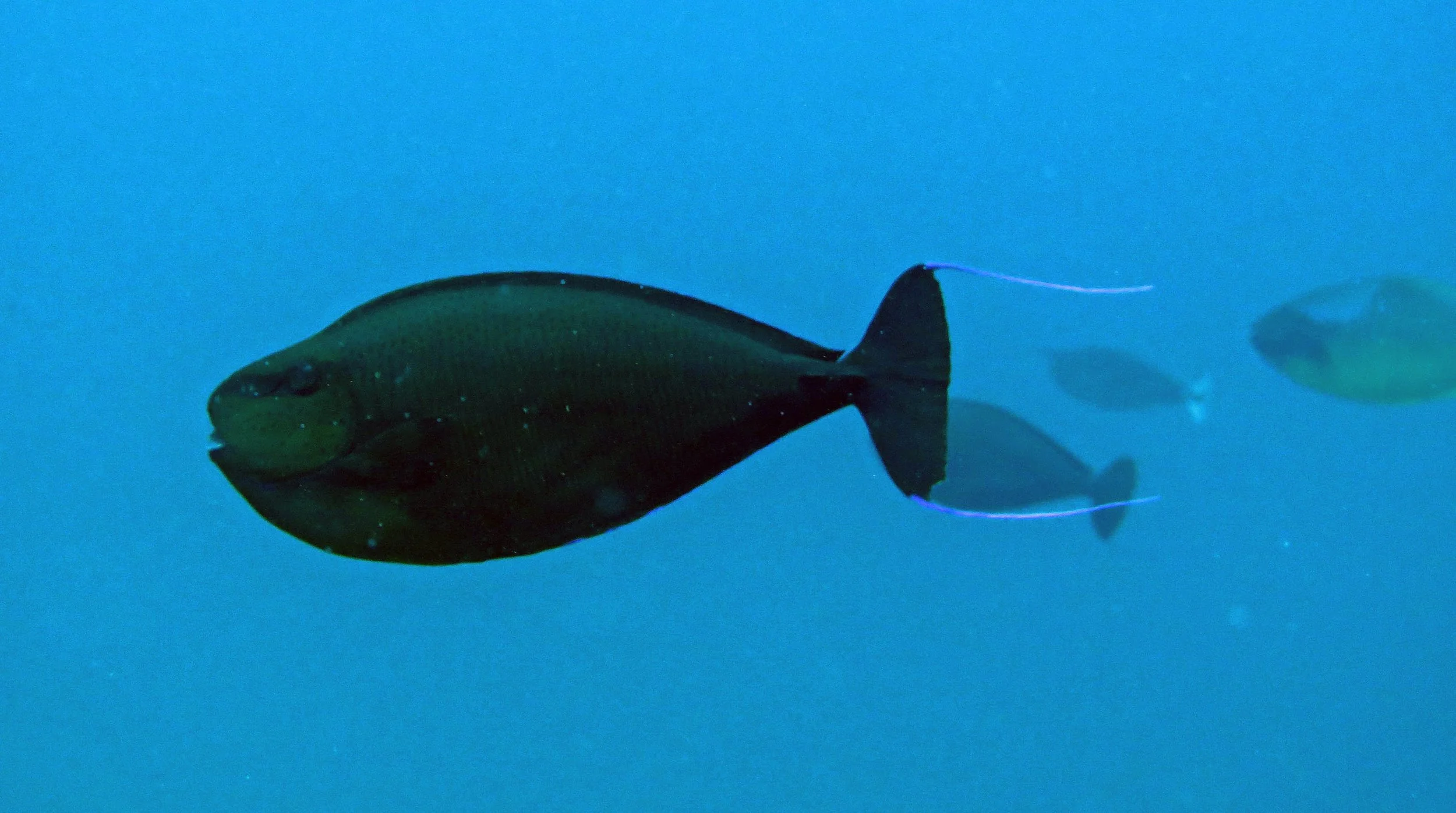 Family Acanthruidae - Surgeonfish, Tang & Unicornfish — Coke Smith Wildlife