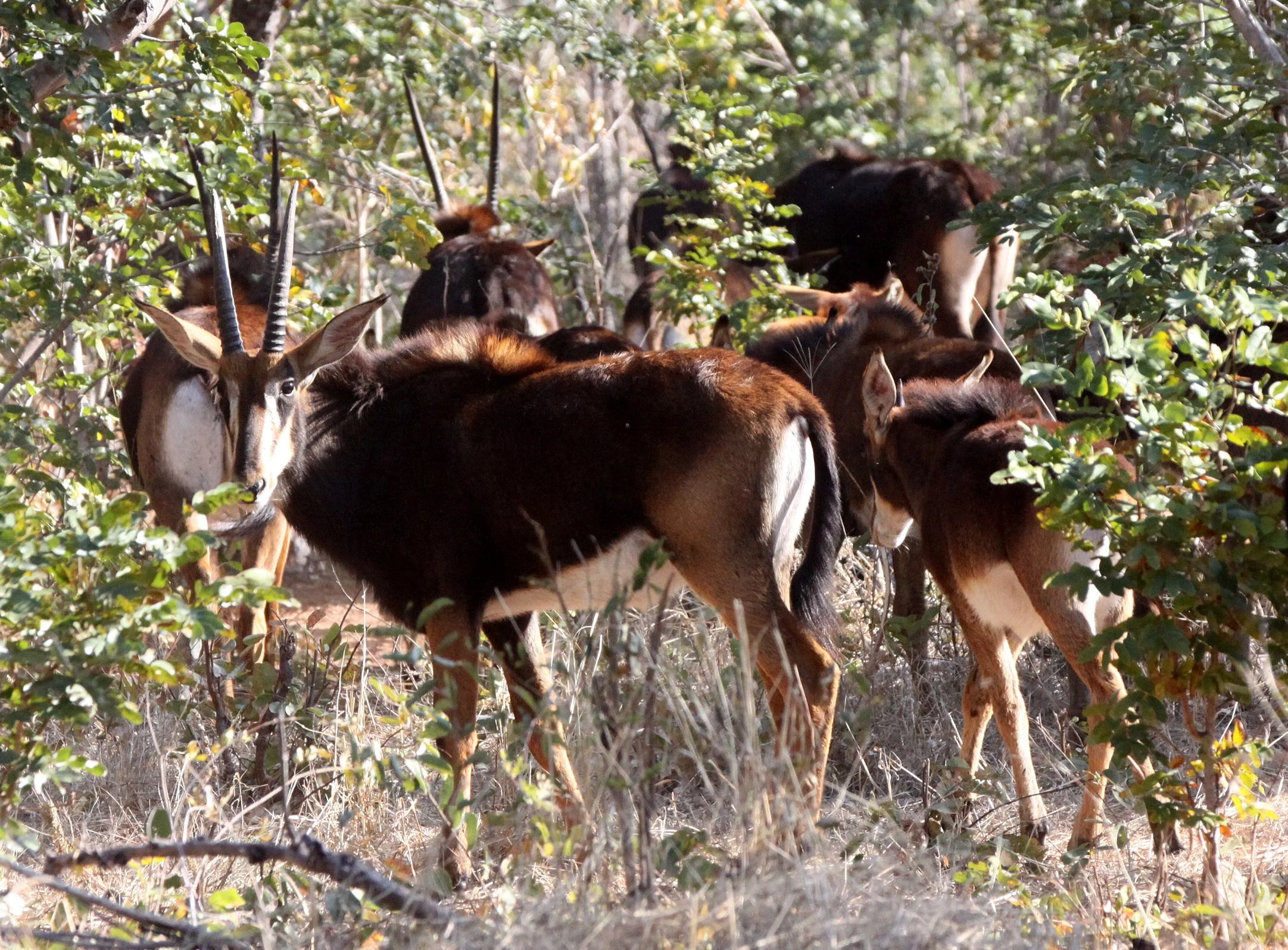 Genus Hippotragus Sable & Roan — Coke Smith Wildlife