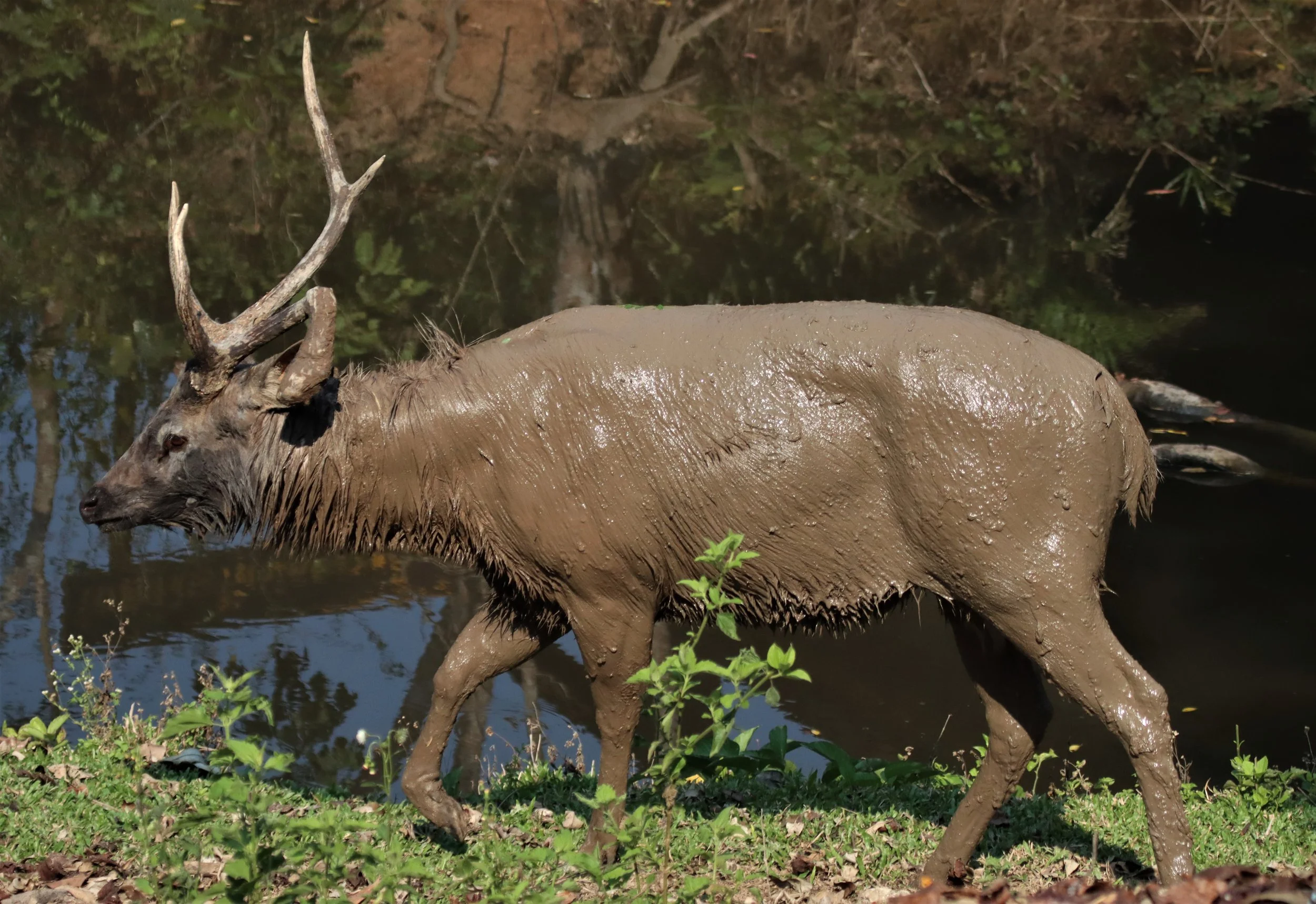 Family Cervidae the Deer — Coke Smith Wildlife