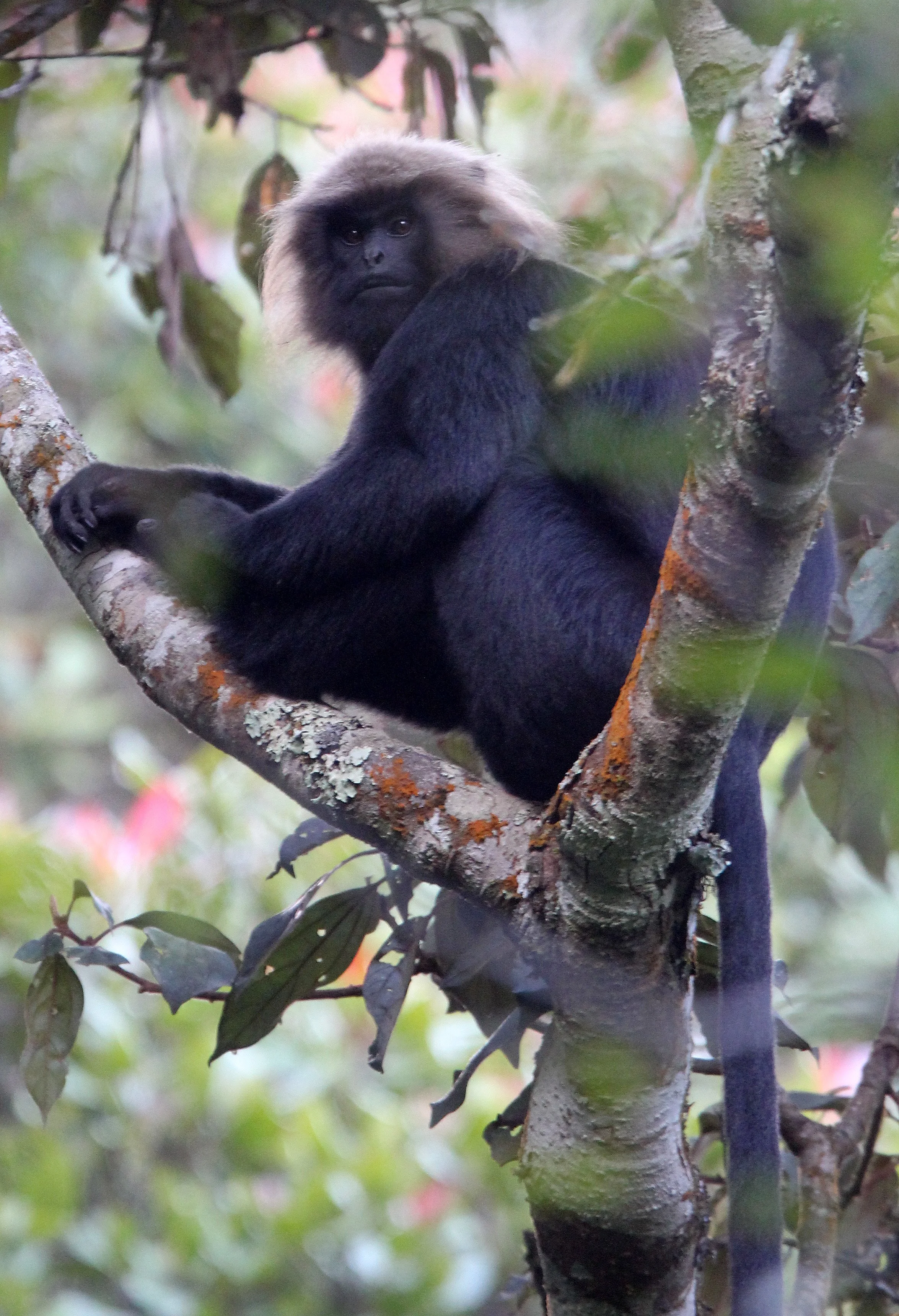 Semnopithecus johnii Nilgiri Langur — Coke Smith Wildlife
