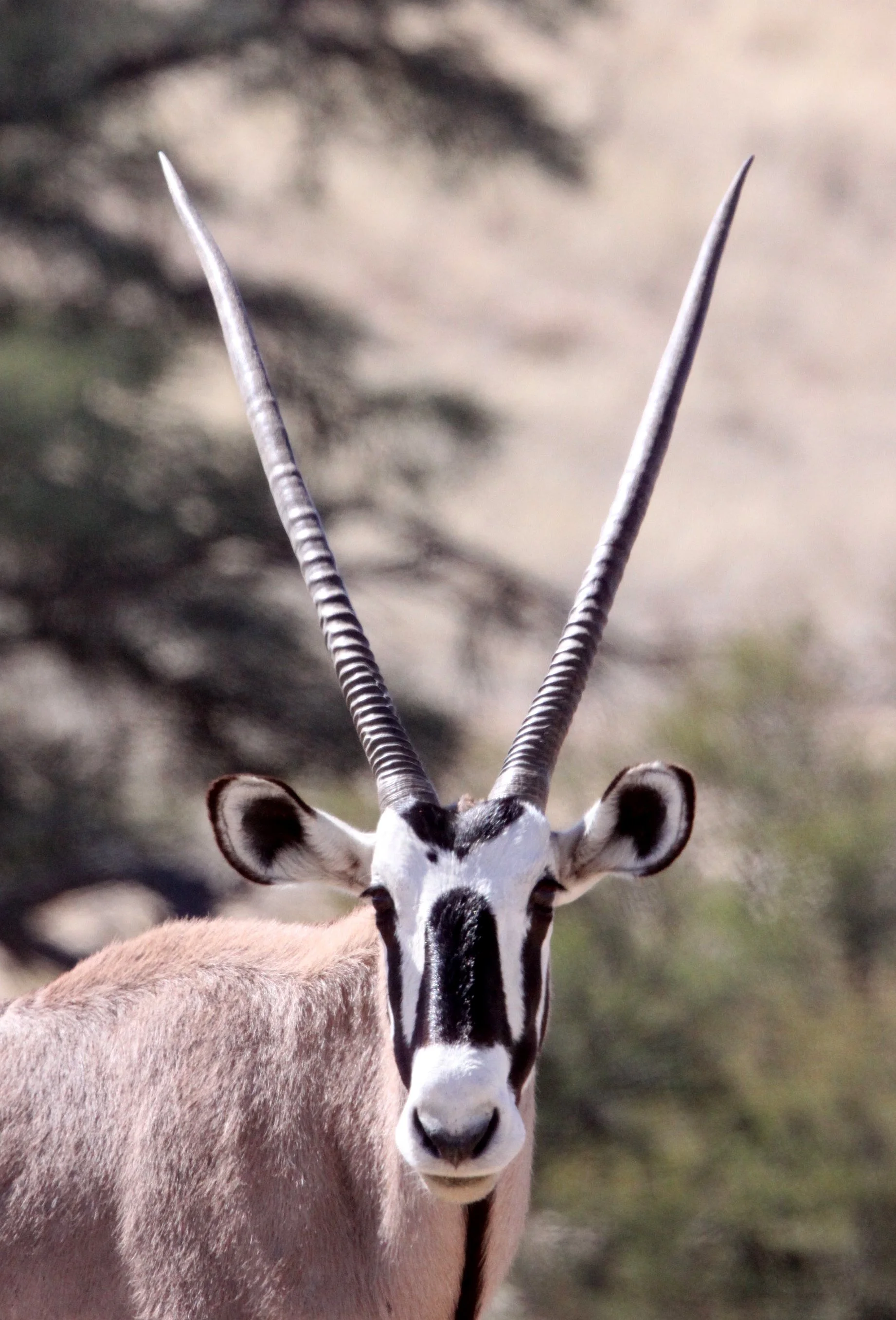 Genus Oryx gazella Gemsbok — Coke Smith Wildlife