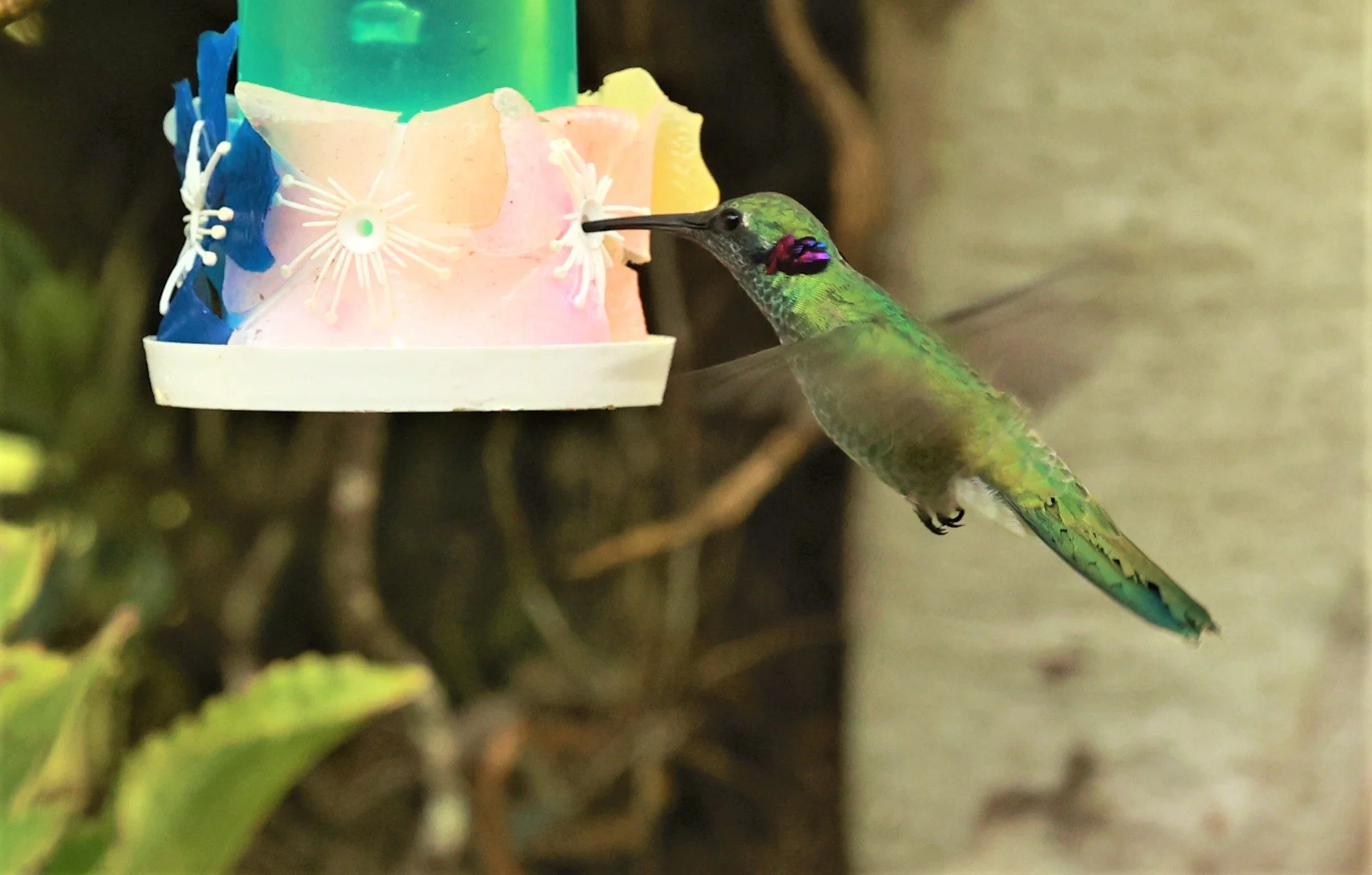 Genus Colibri Ecuador — Coke Smith Wildlife