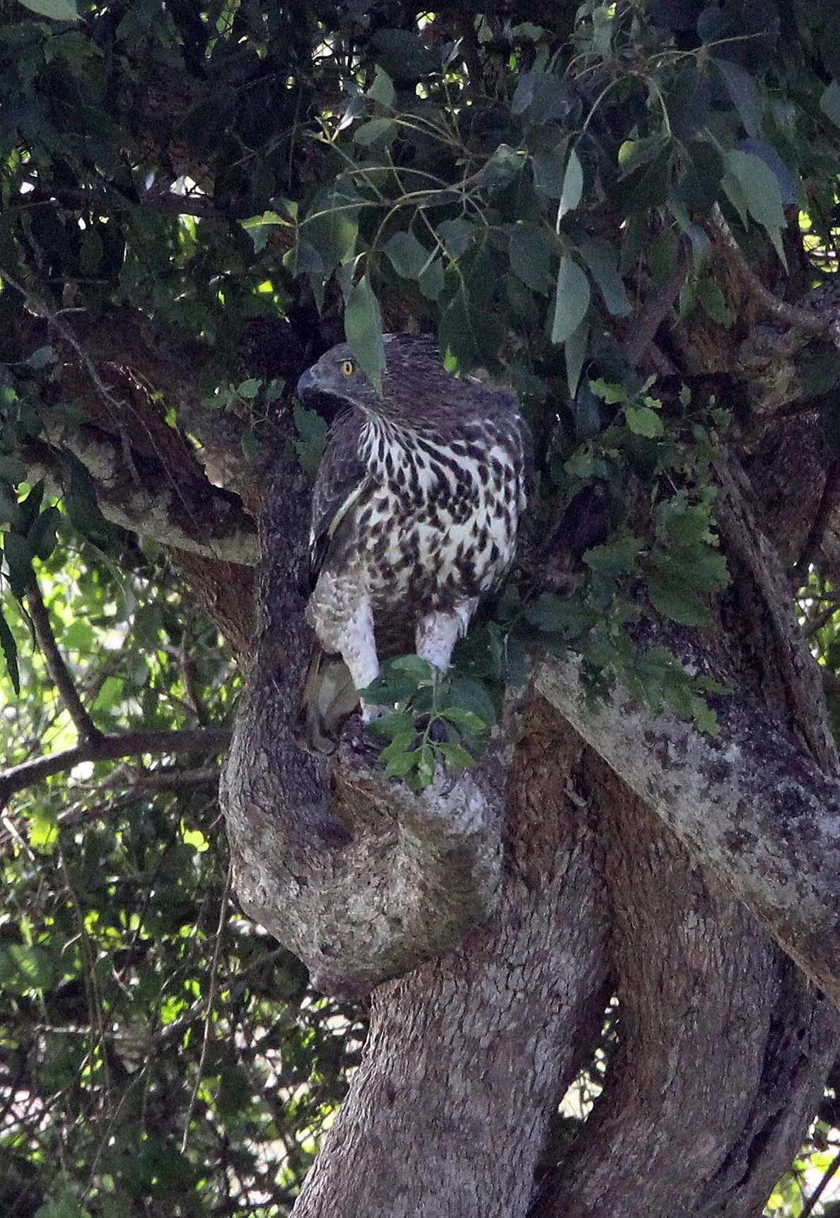 Changeable Hawk Eagle (Nisaetus cirrhatus) — Coke Smith Wildlife