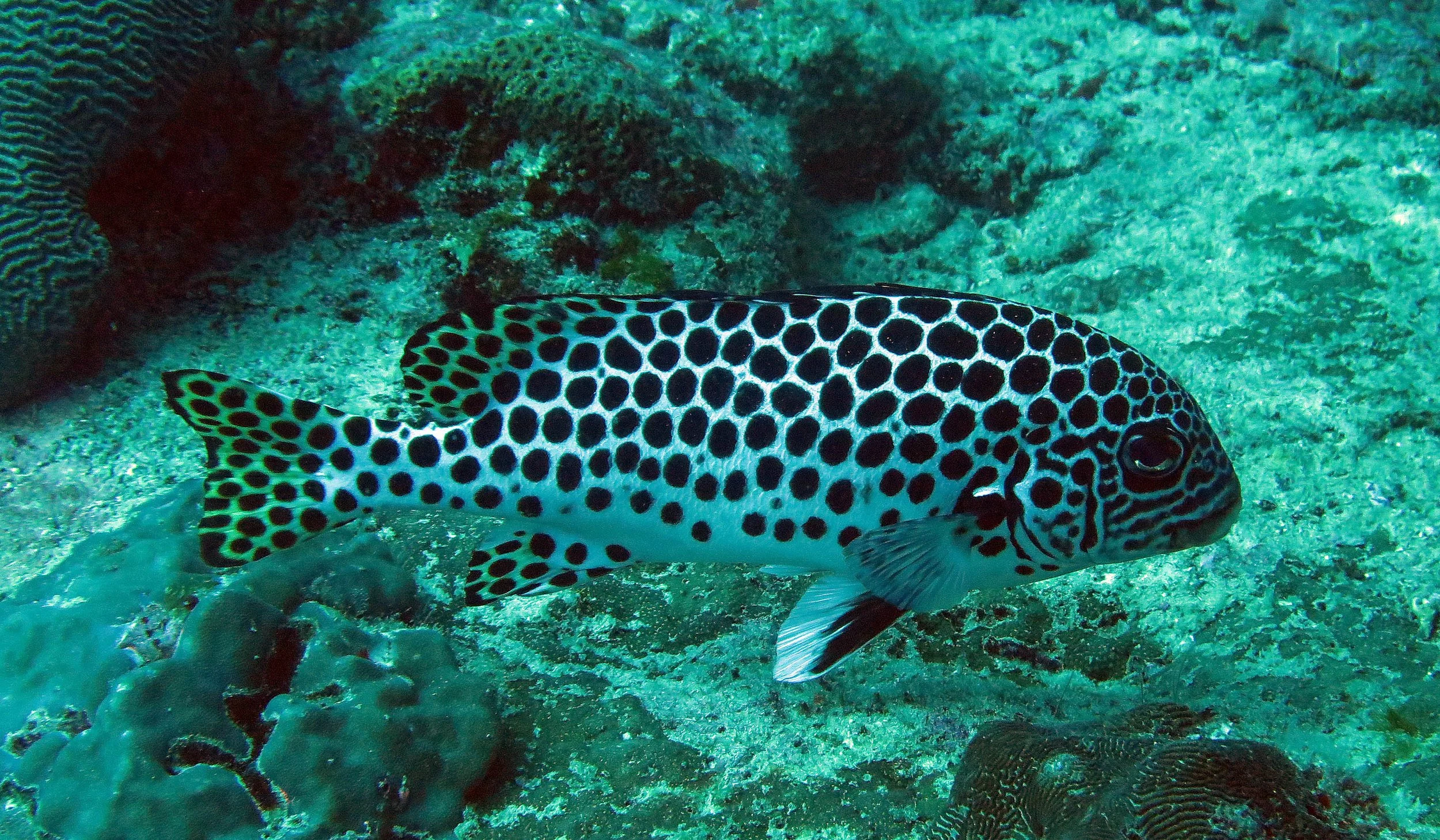 Family Haemulidae - Sweetlips — Coke Smith Wildlife