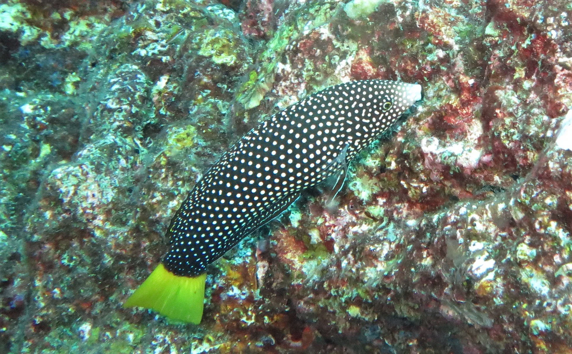 Family Labridae - Wrasse — Coke Smith Wildlife