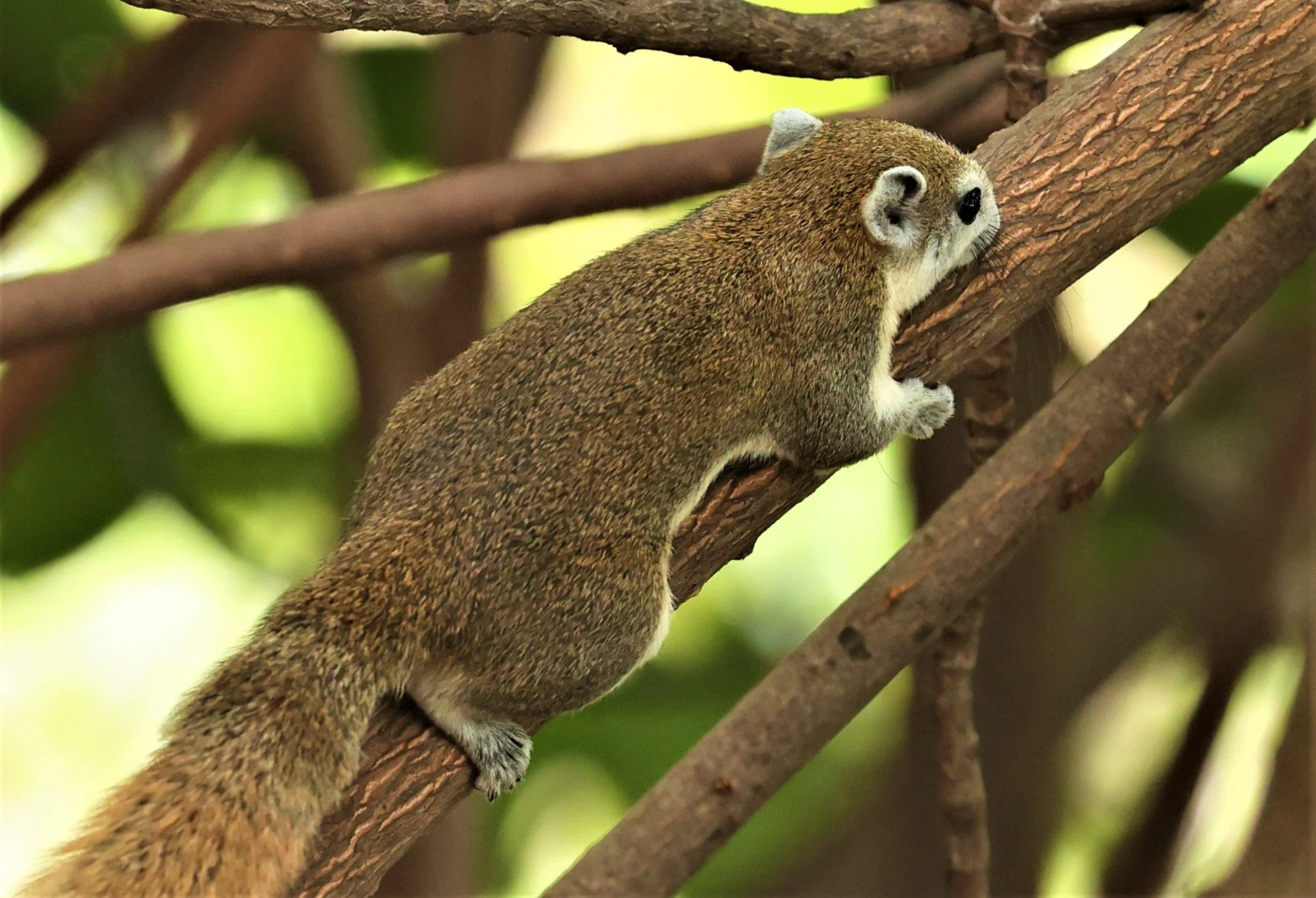 Callosciurus finlaysonii - Variable Squirrel — Coke Smith Wildlife