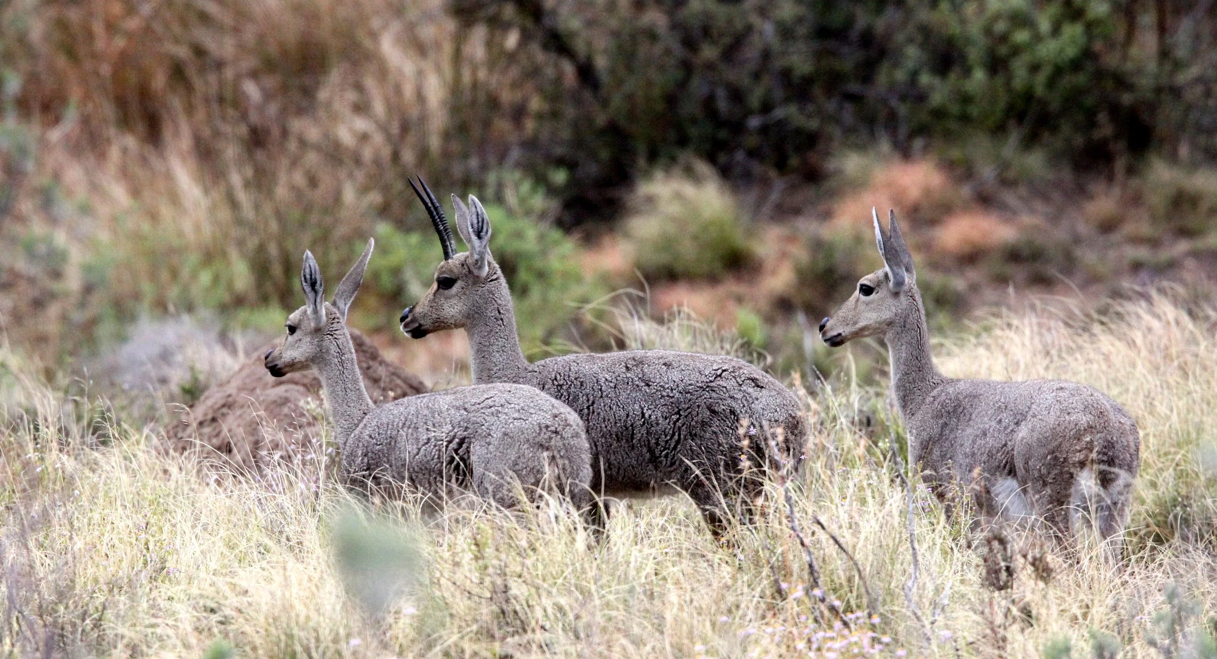 Pelea capreolus Grey Rhebok — Coke Smith Wildlife