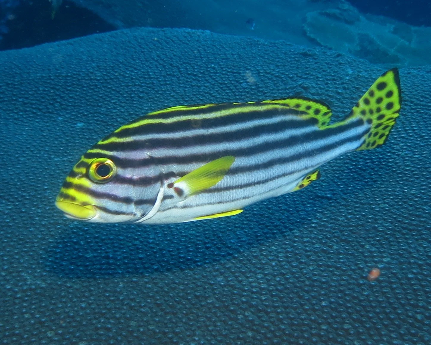 Family Haemulidae - Sweetlips — Coke Smith Wildlife