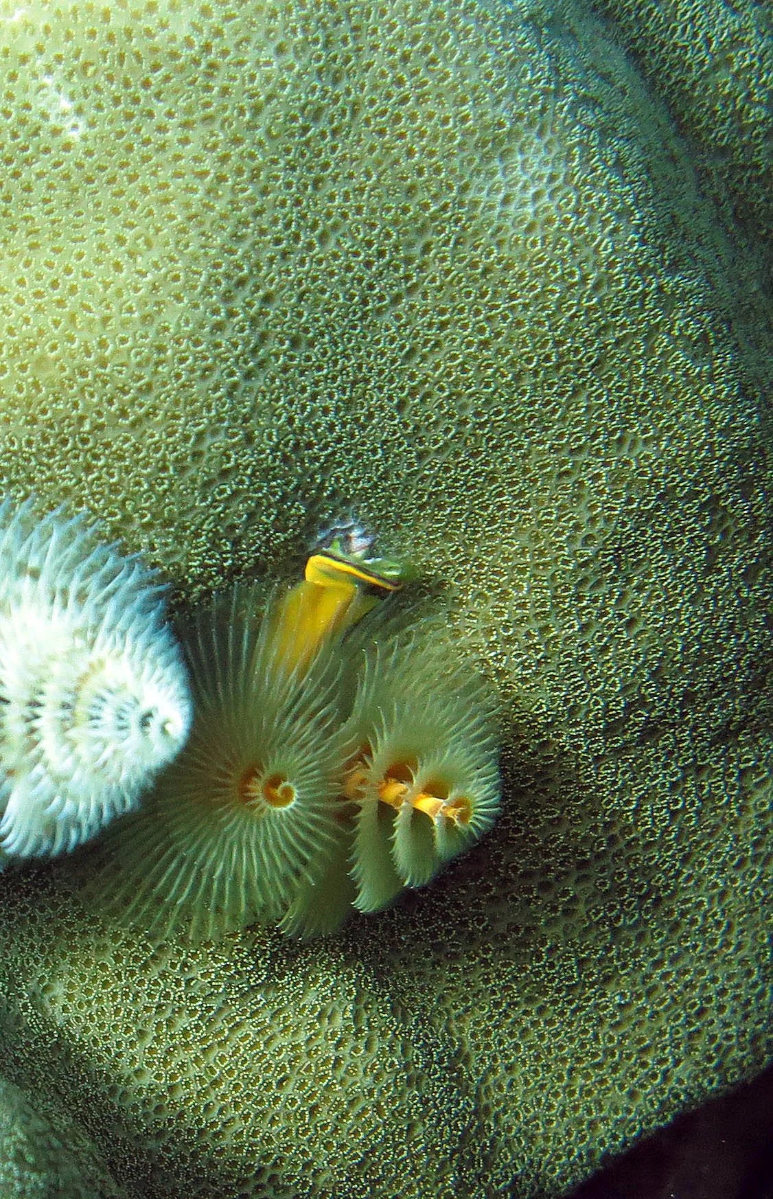 Phylum Annelida & Other Worms — Coke Smith Wildlife