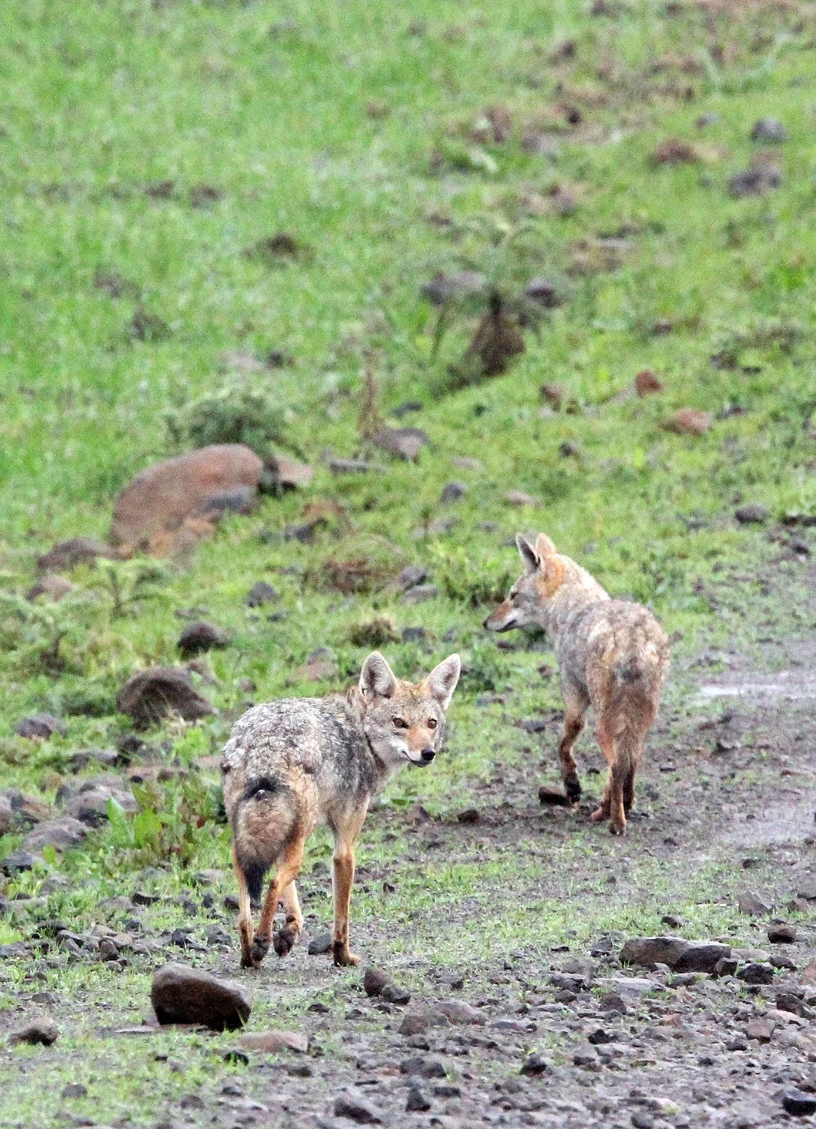 Canis lupaster African Wolf — Coke Smith Wildlife