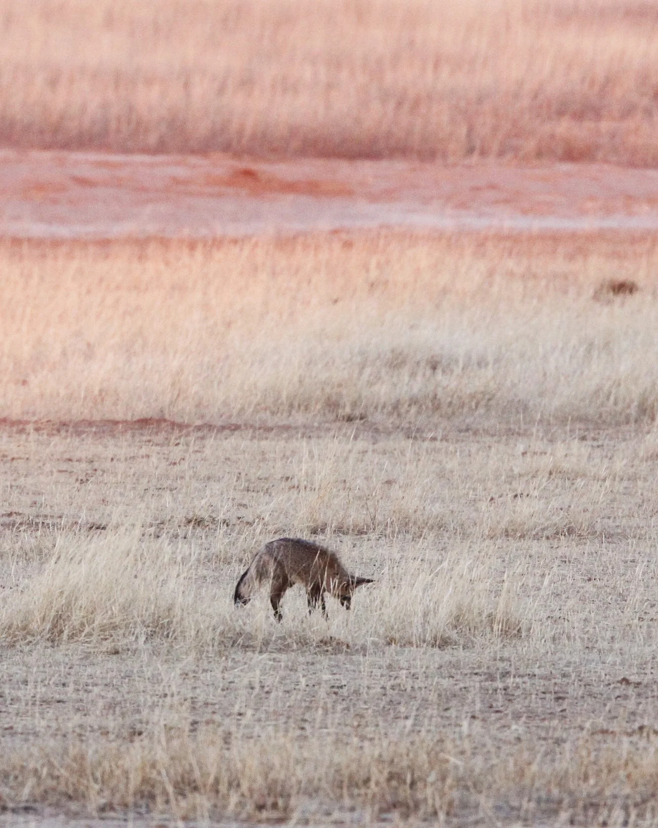 Tribe Vulpini Foxes — Coke Smith Wildlife