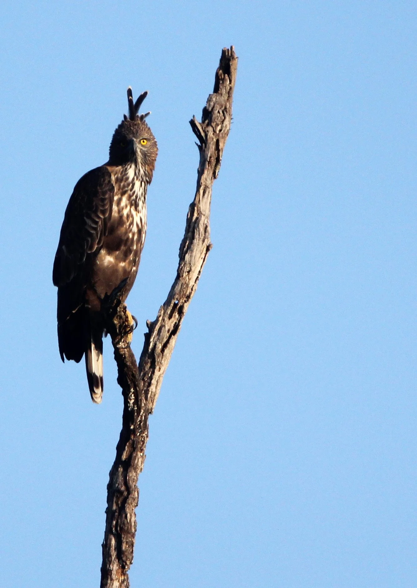 Changeable Hawk Eagle (Nisaetus cirrhatus) — Coke Smith Wildlife
