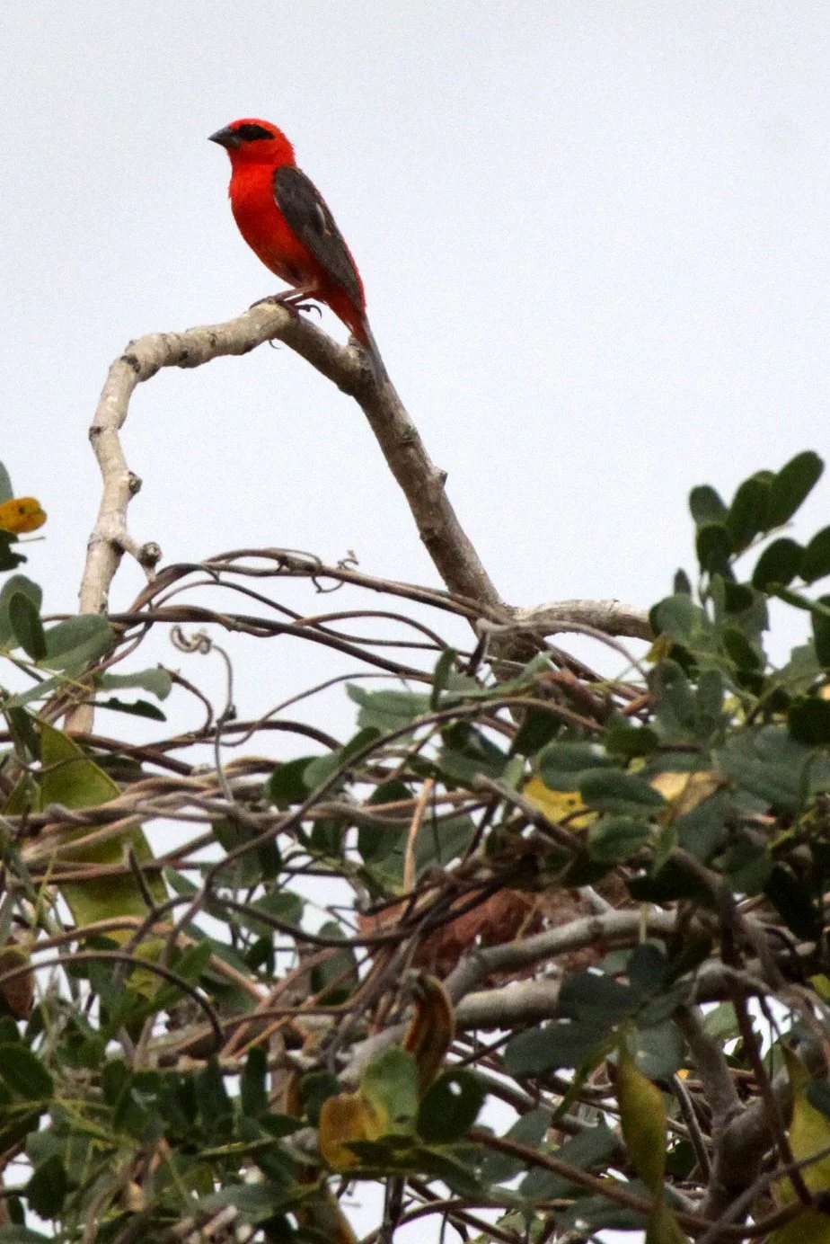 Red Fody (Foudia madagascariensis) Ankarana NP Madagascar — Coke Smith ...