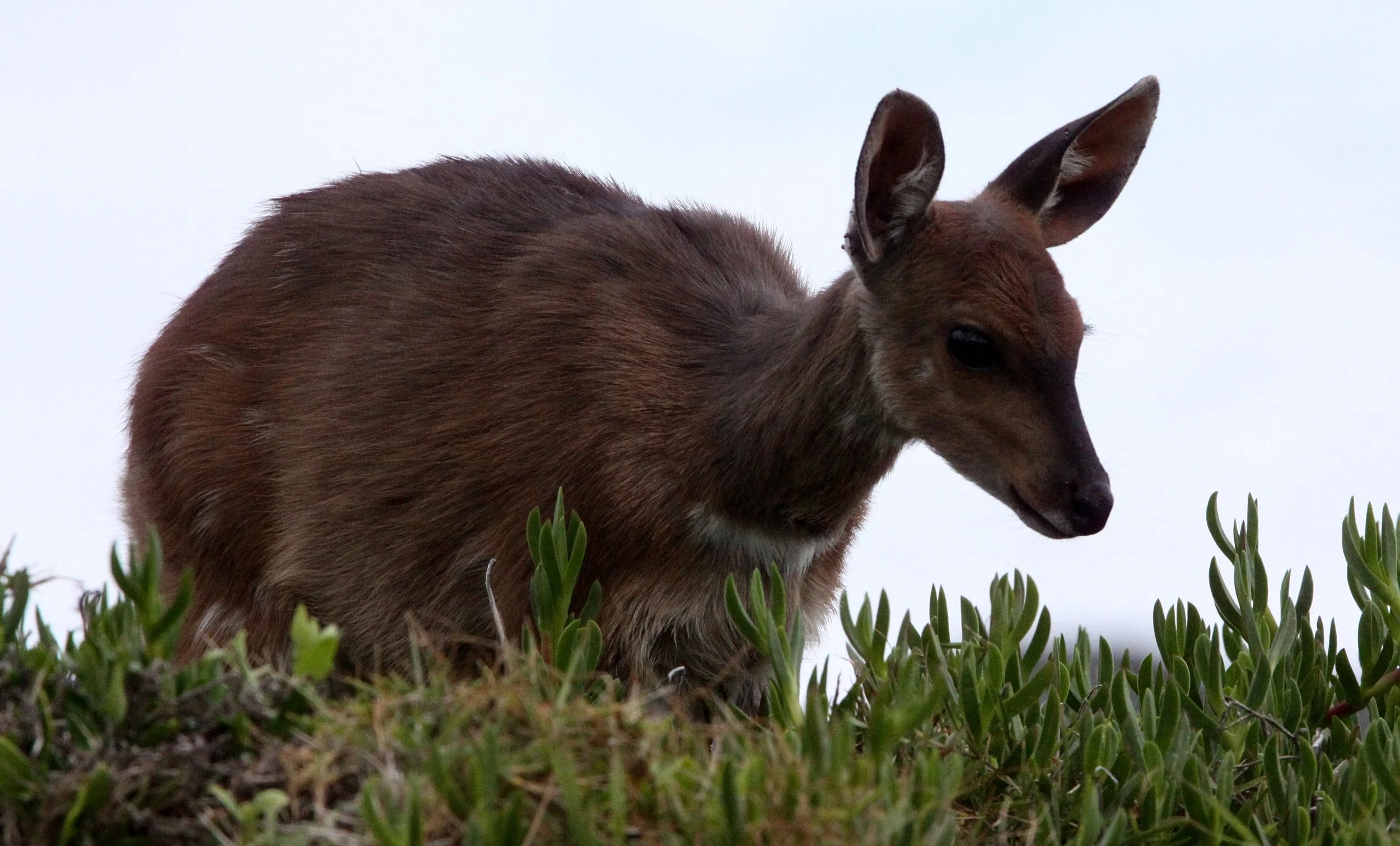 Genus Tragelaphus Bushbuck — Coke Smith Wildlife