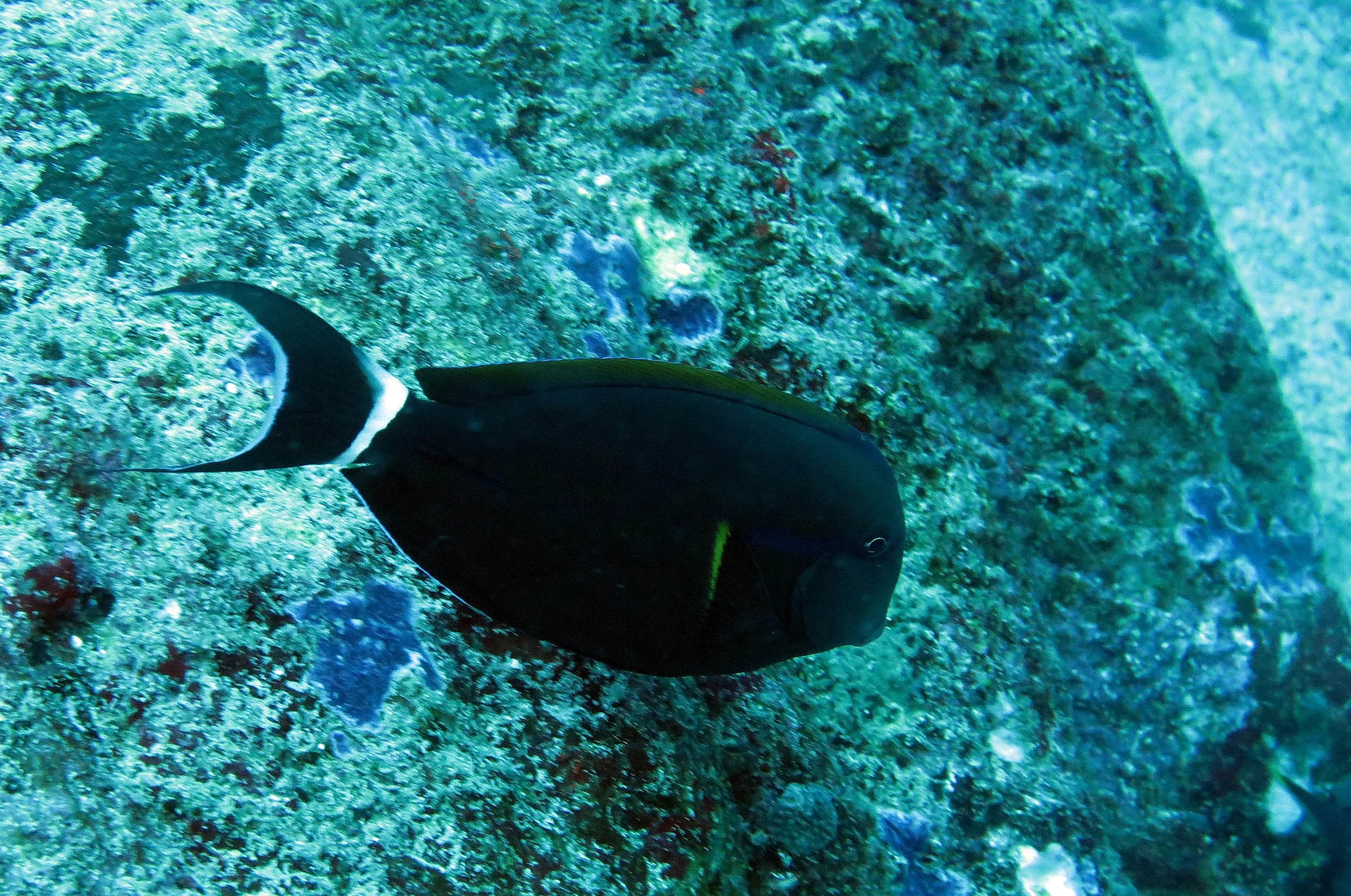 Family Acanthruidae - Surgeonfish, Tang & Unicornfish — Coke Smith Wildlife