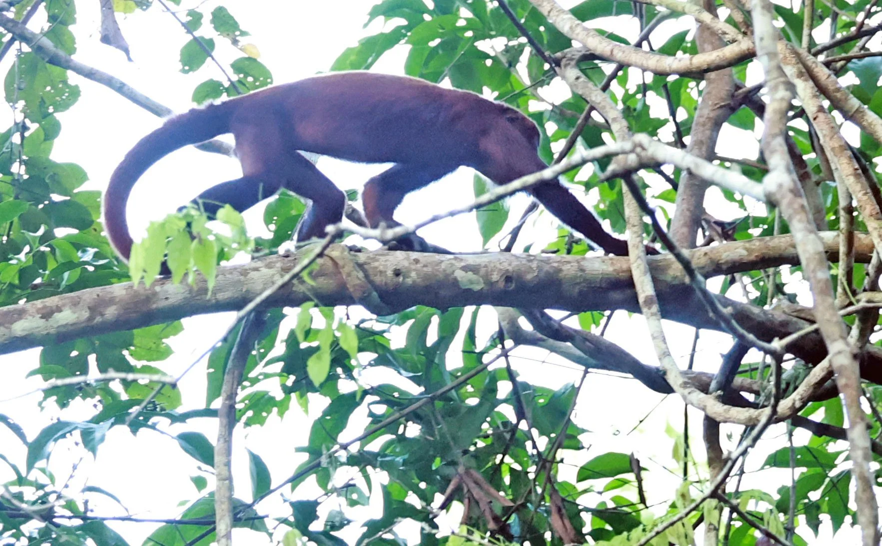 Colombian Red Howler or Venezuelan Red Howler (Alouatta seniculus ...