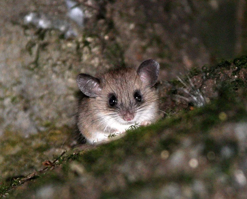 Chiropodomys gliroides - Indomalayan Pencil-tailed Tree Mouse — Coke ...