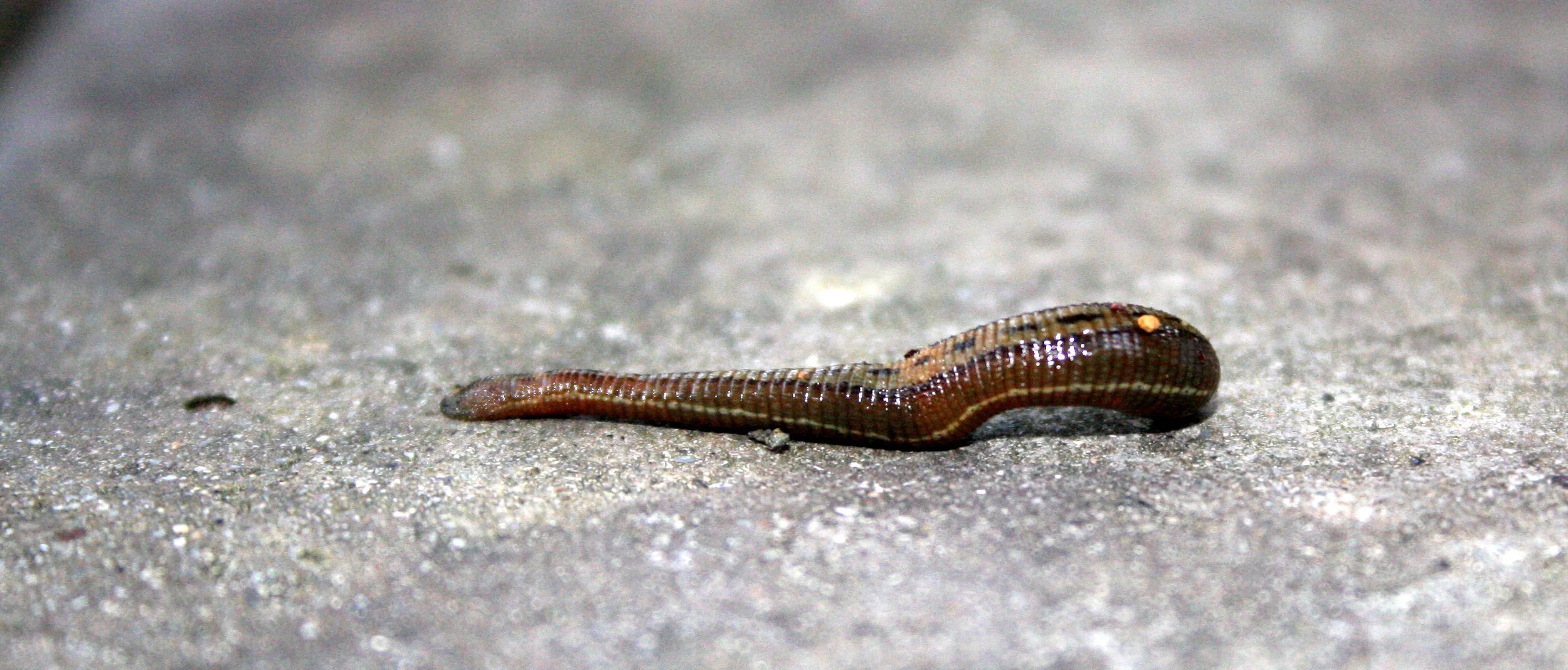 Phylum Annelida & Other Worms — Coke Smith Wildlife