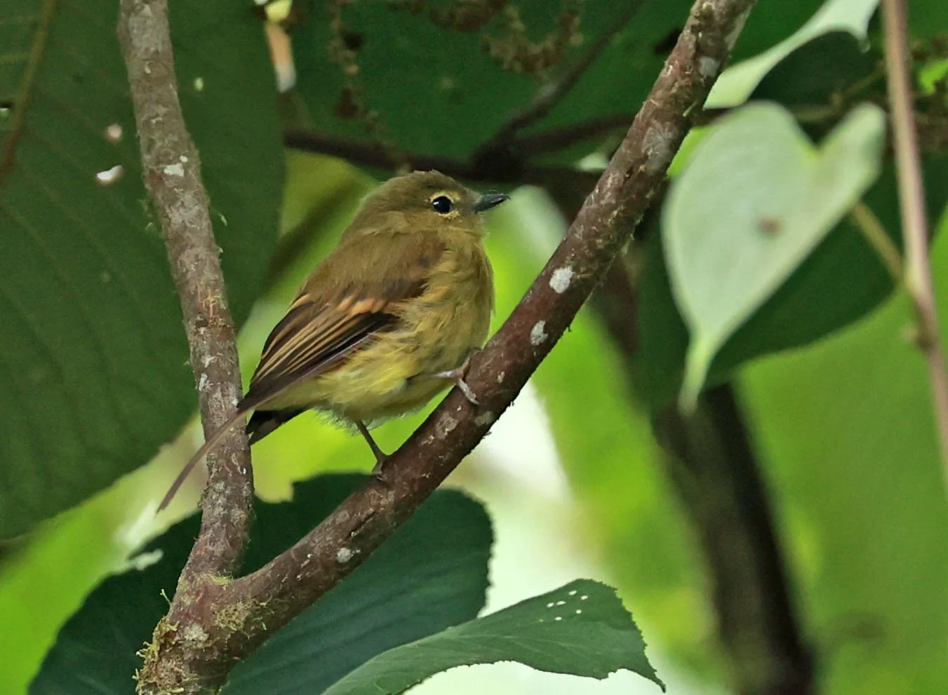 Birds of Bellavista Rainforest Lodge, Ecuador — Coke Smith Wildlife