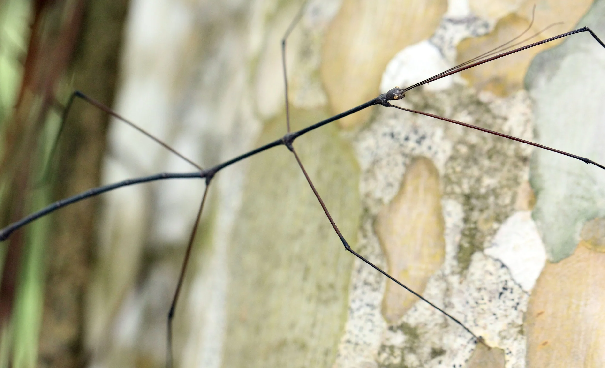 Order Phasmatodea - Walking Sticks — Coke Smith Wildlife