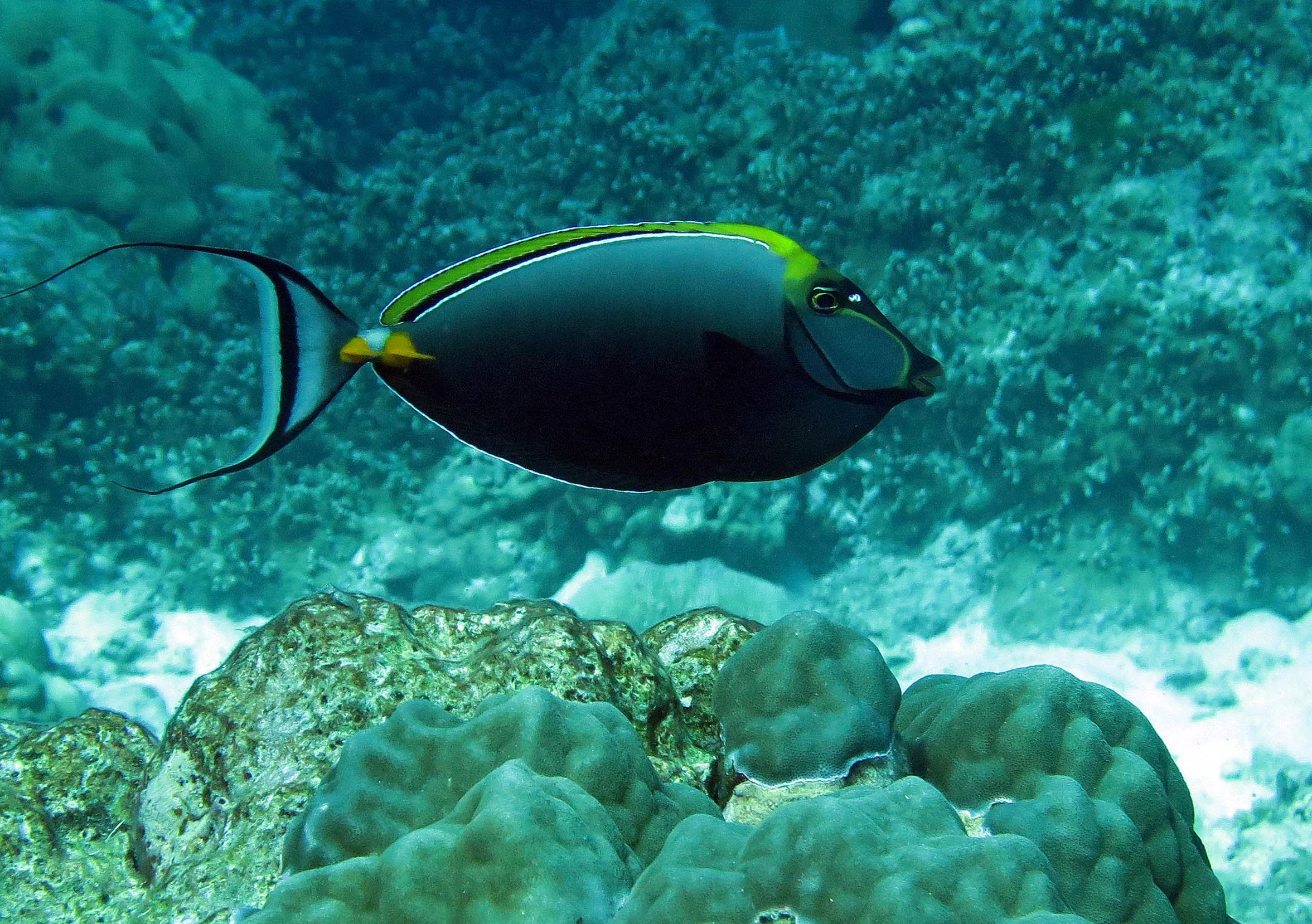 Family Acanthruidae - Surgeonfish, Tang & Unicornfish — Coke Smith Wildlife