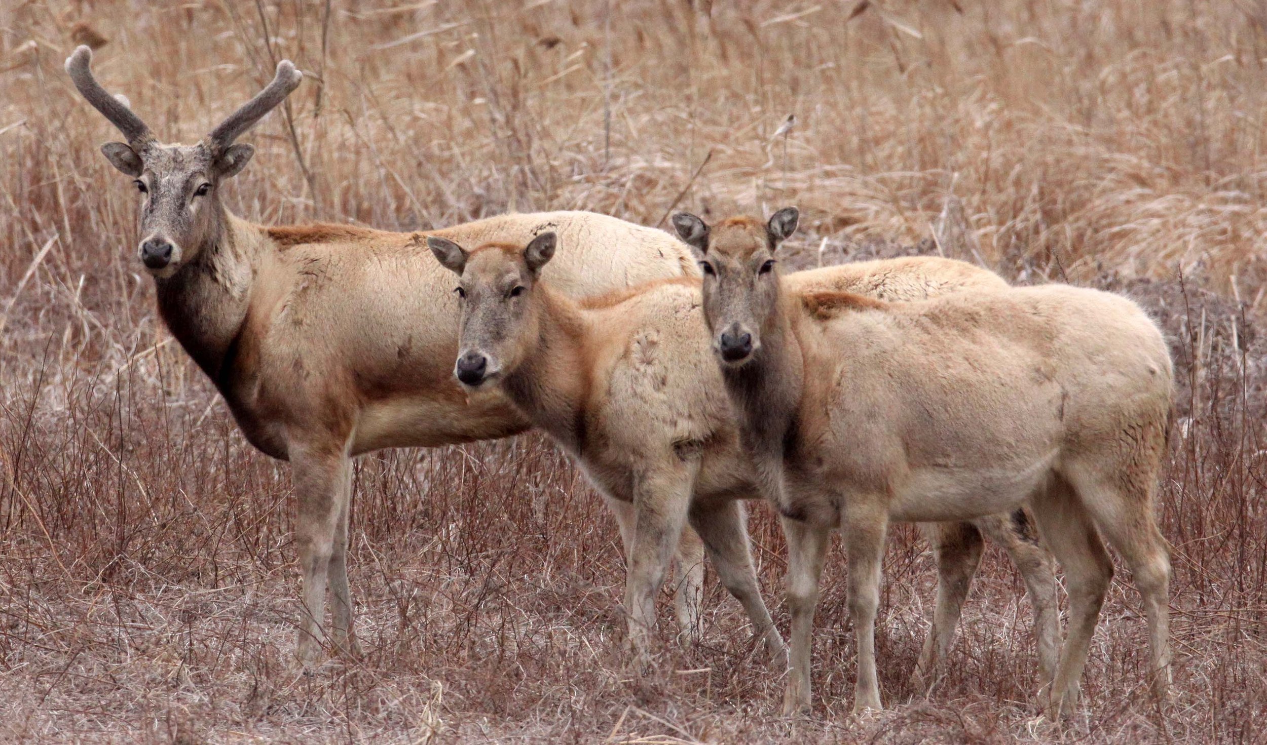 Pere David’s Deer (Elaphurus davidianus) — Coke Smith Wildlife