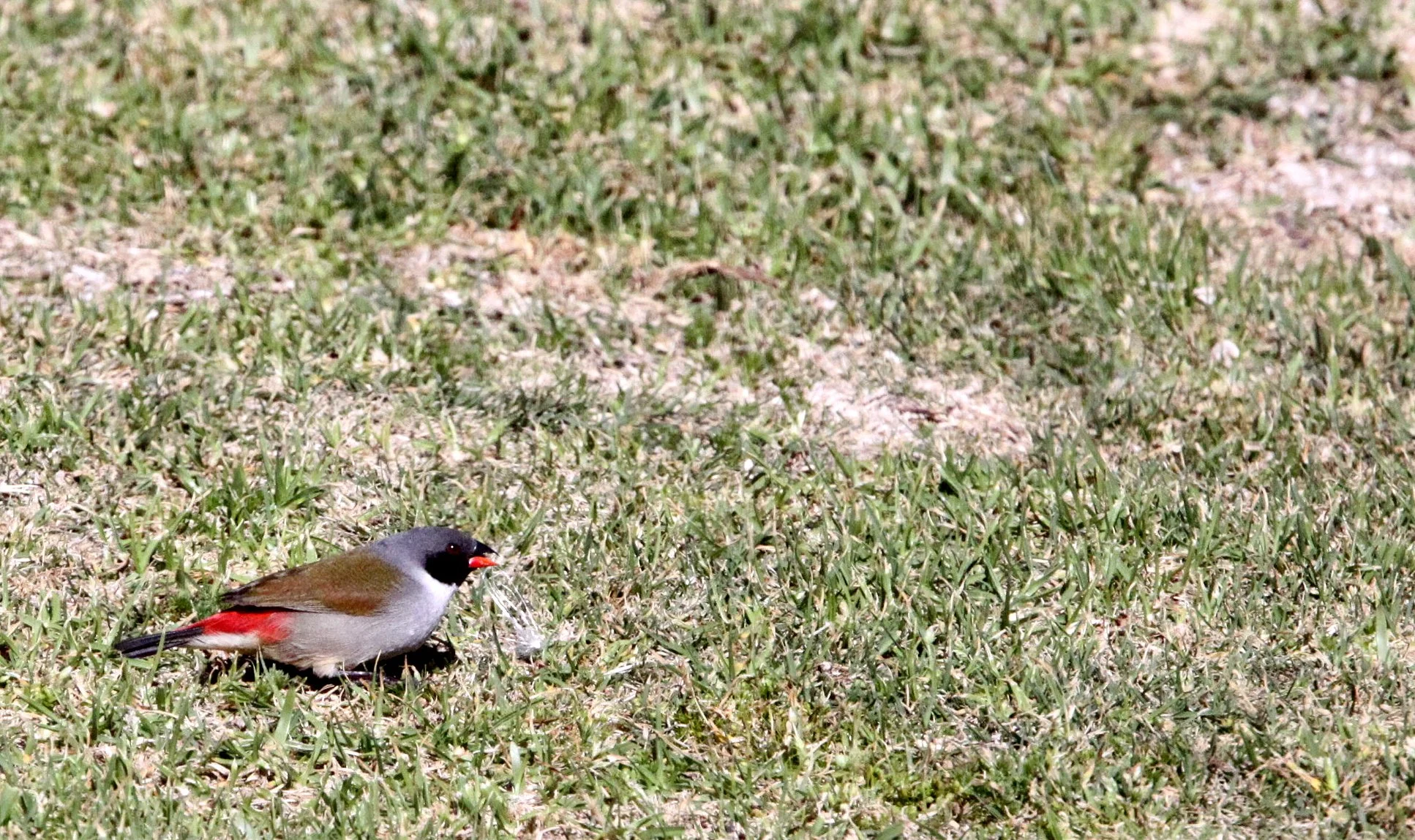 Swee Waxbill (Coccopygia melanotis) Tsitsikamma NP South Africa — Coke ...
