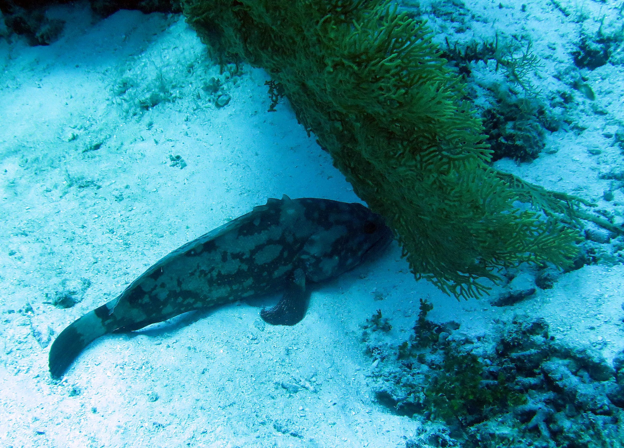 Family Serranidae - Groupers — Coke Smith Wildlife