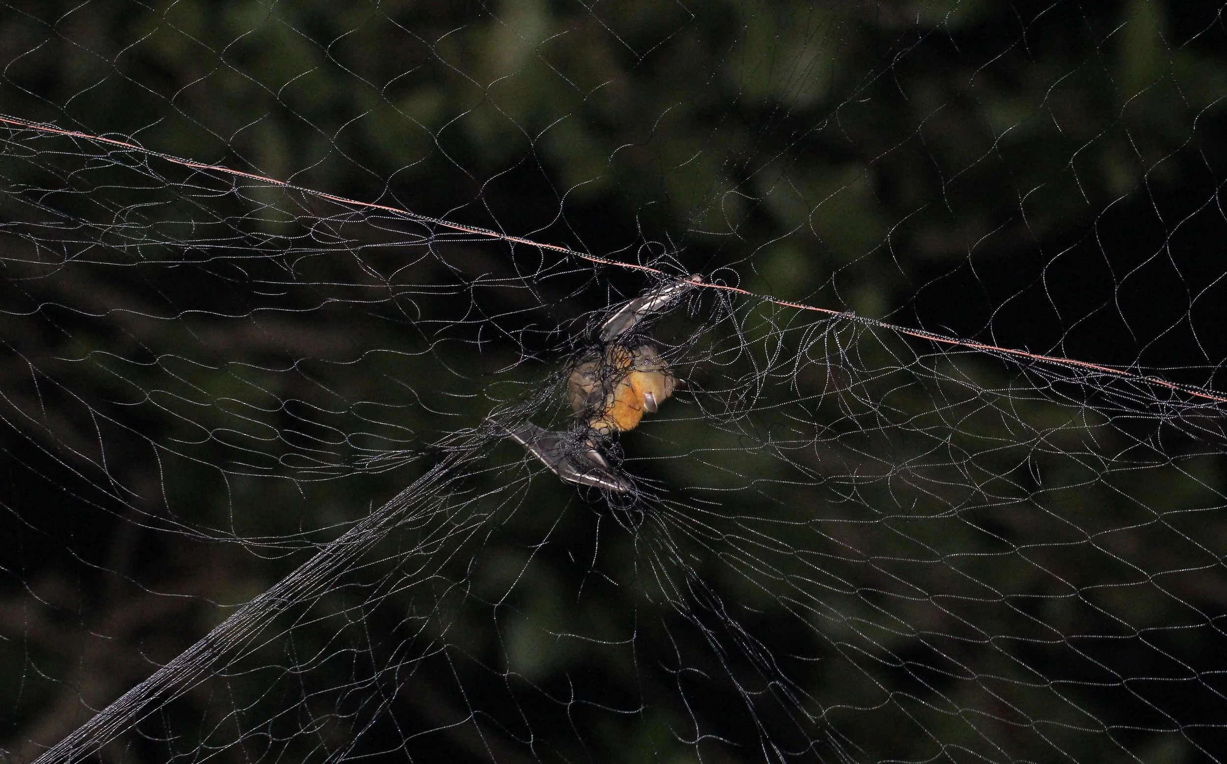Genus Cynopterus - Short-nosed Fruit Bat — Coke Smith Wildlife