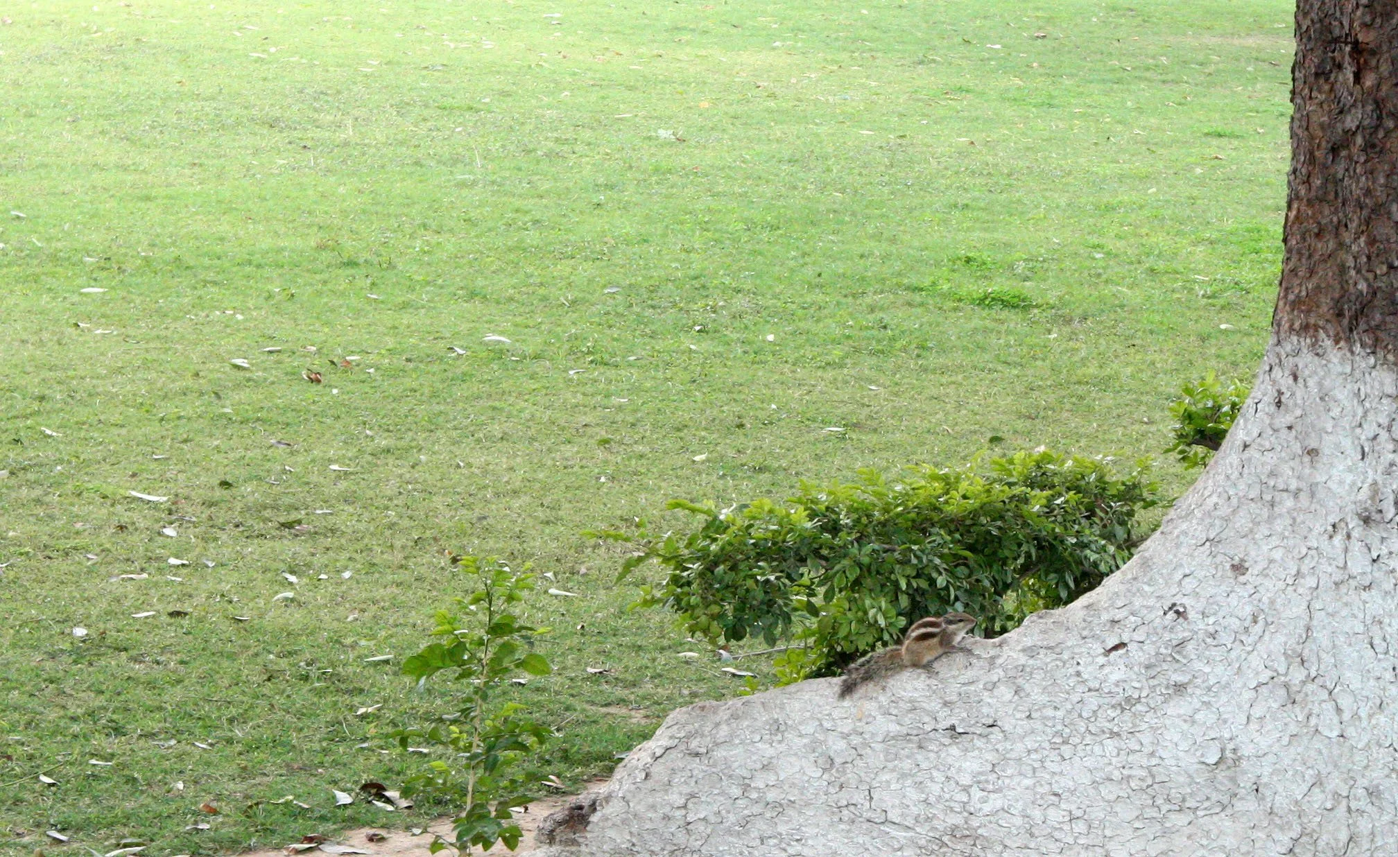 Genus Funambulus - Palm Squirrel — Coke Smith Wildlife