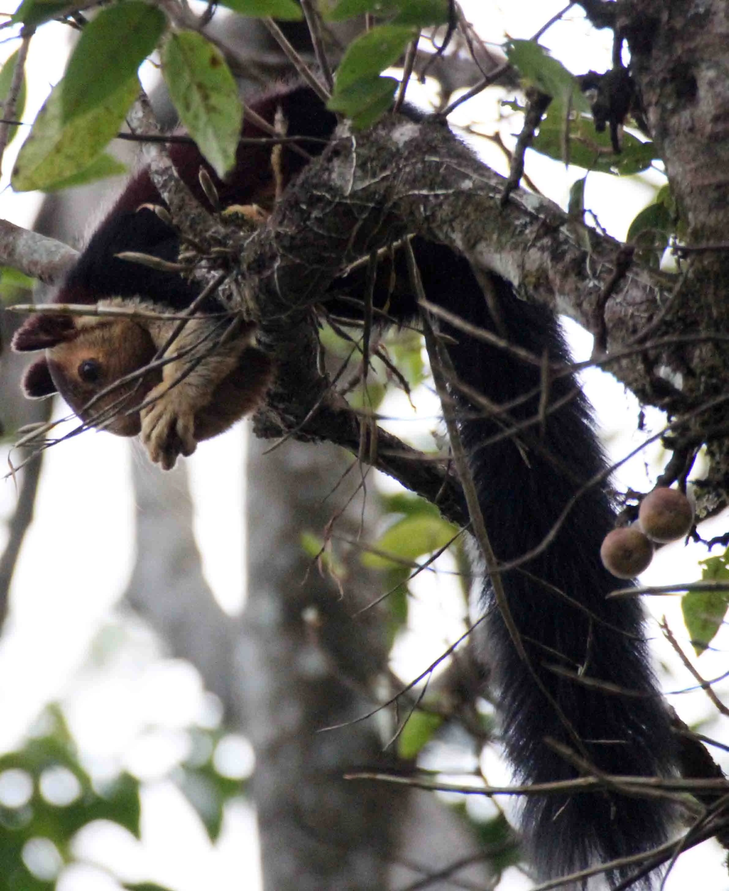 Ratufa indica - Indian Giant Squirrel — Coke Smith Wildlife