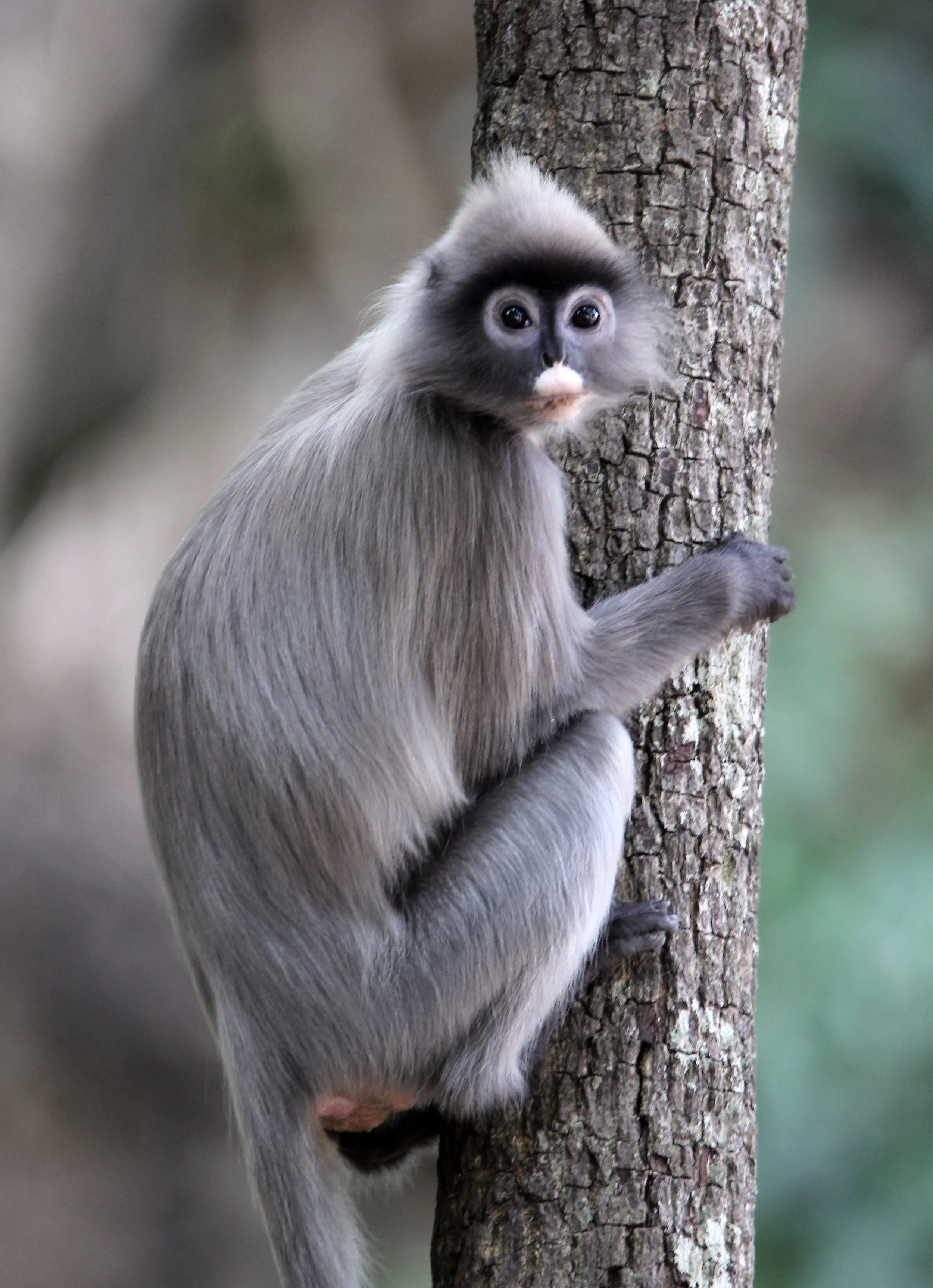 Trachypithecus crepusculus Indochinese Gray Langur — Coke Smith Wildlife