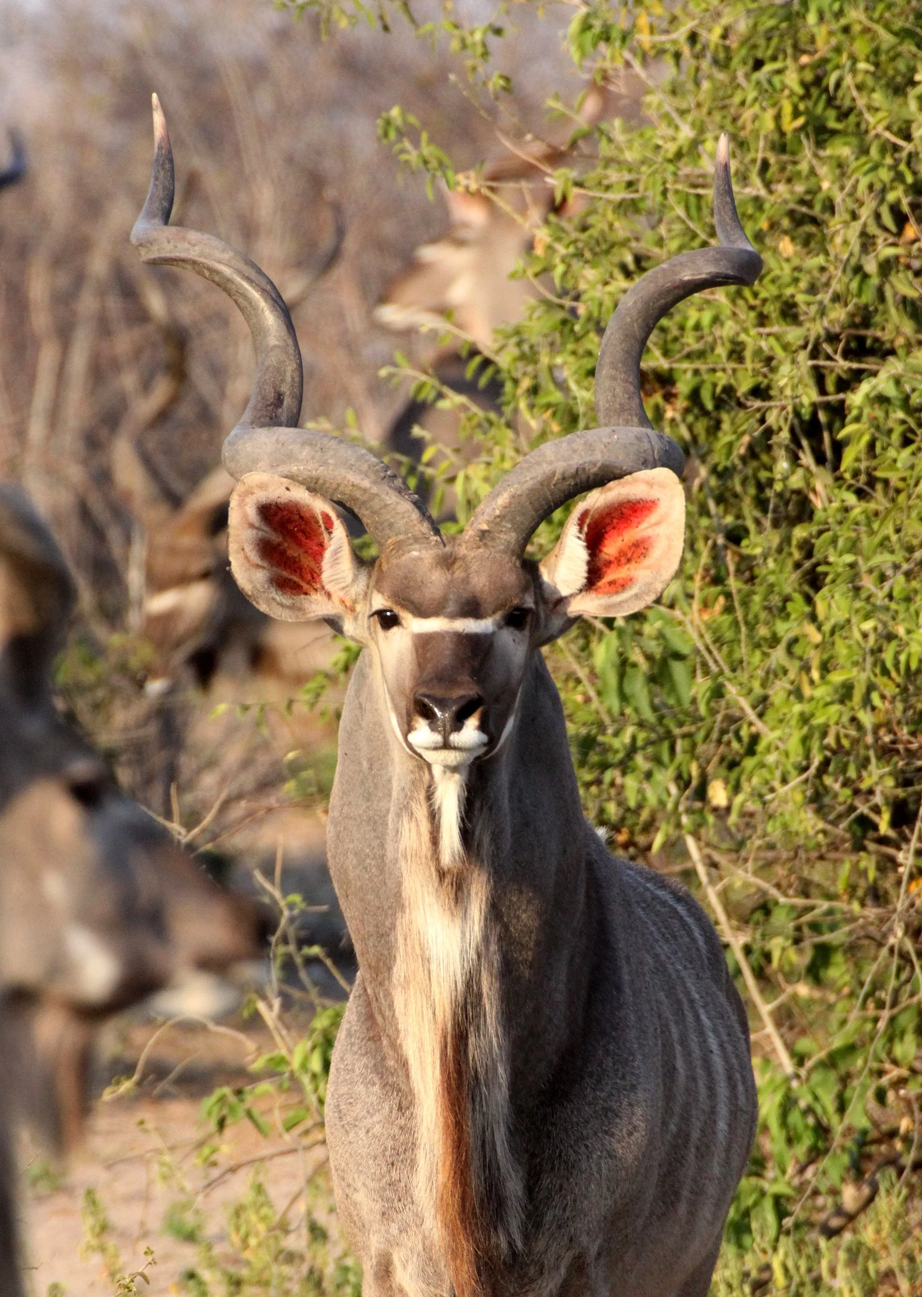 Genus Tragelaphus the Kudu — Coke Smith Wildlife