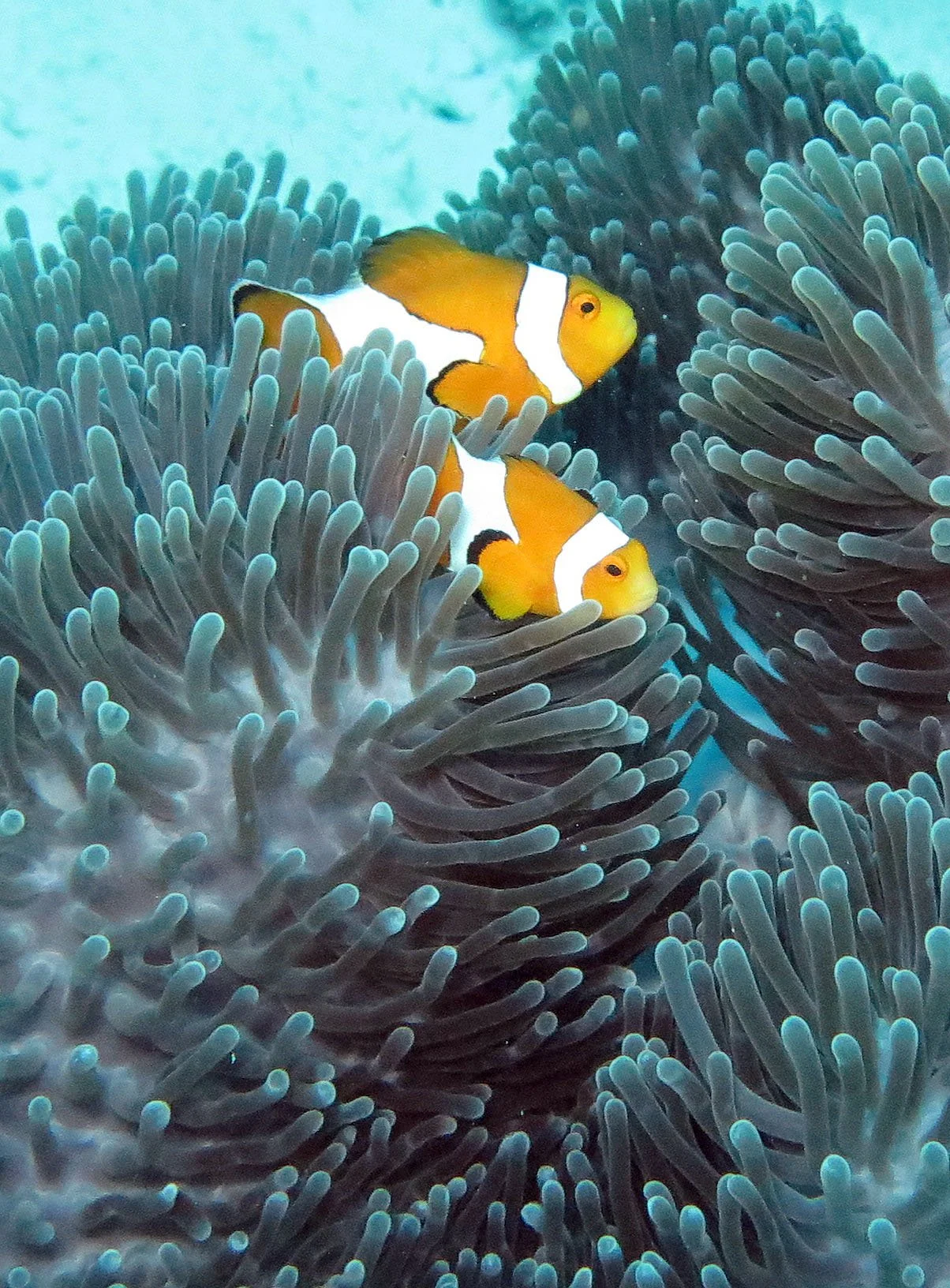Family Pomacentridae - Clownfish & Damselfish — Coke Smith Wildlife