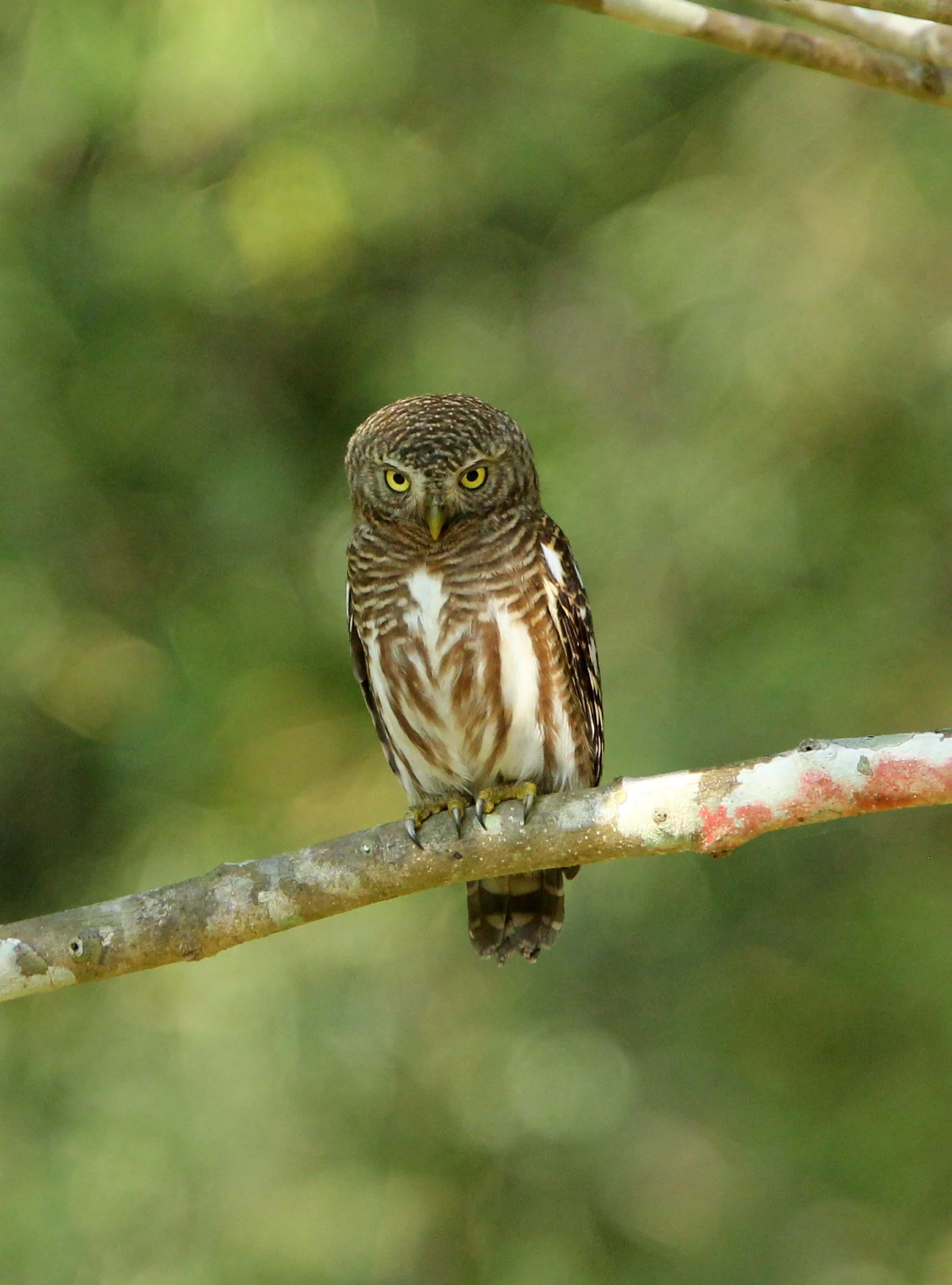 Genus Glaucidium, Owlets — Coke Smith Wildlife