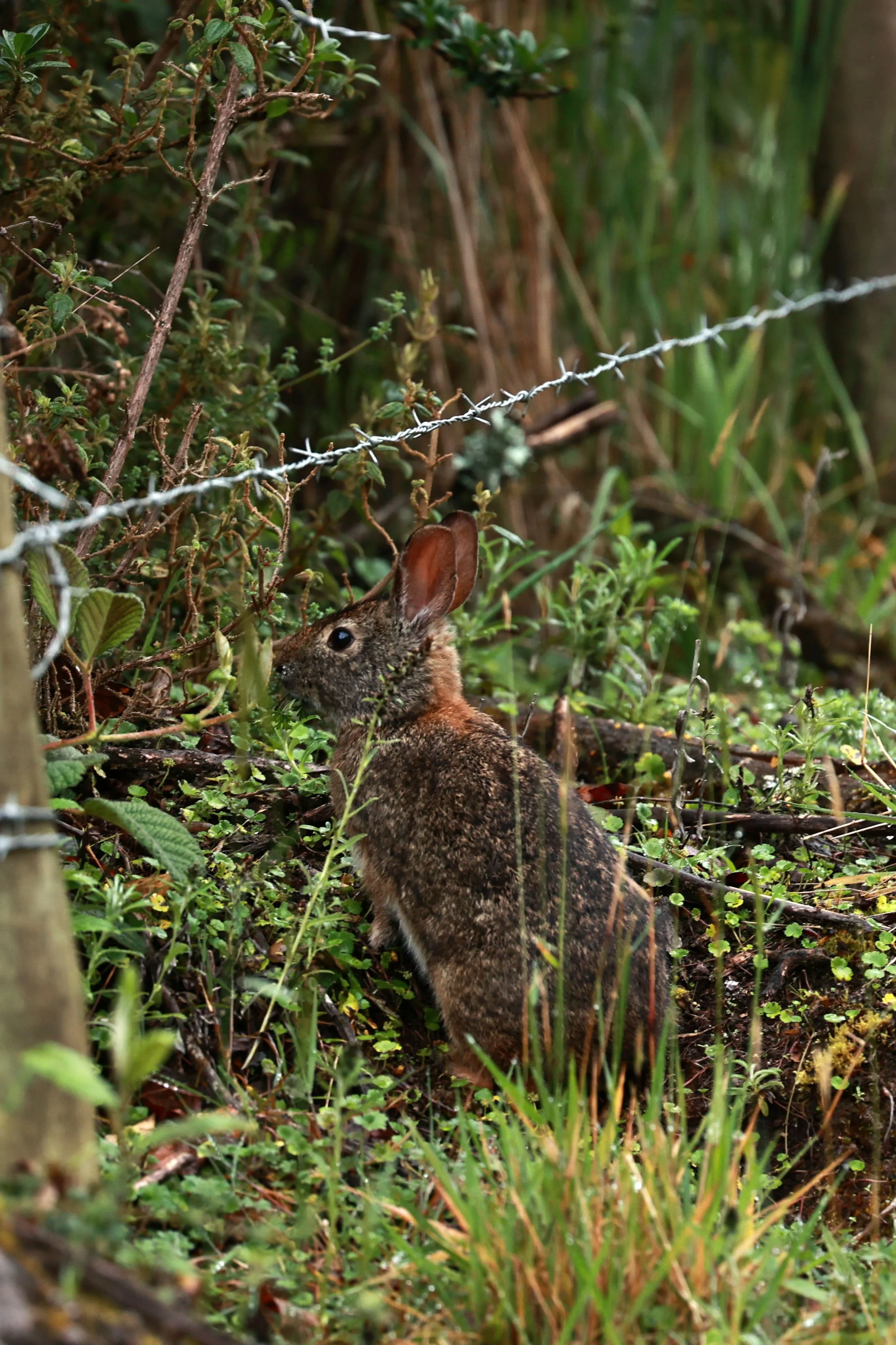 Genus Sylvilagus - Common & Andean Tapeti — Coke Smith Wildlife