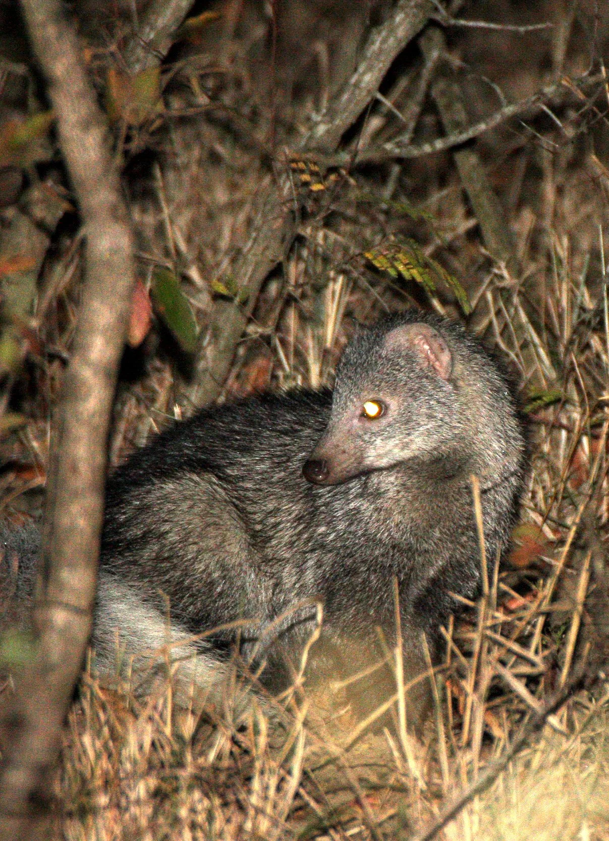 Ichneumia albicauda - White-tailed Mongoose — Coke Smith Wildlife