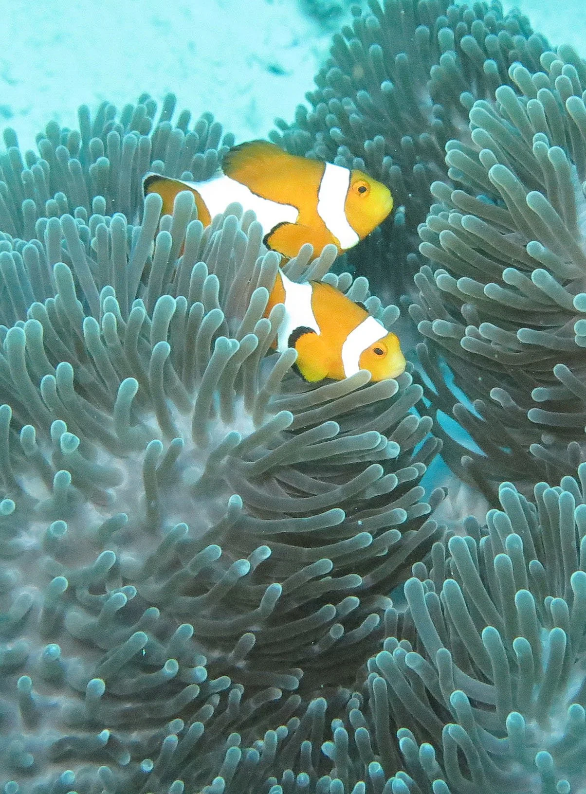 Family Pomacentridae - Clownfish & Damselfish — Coke Smith Wildlife